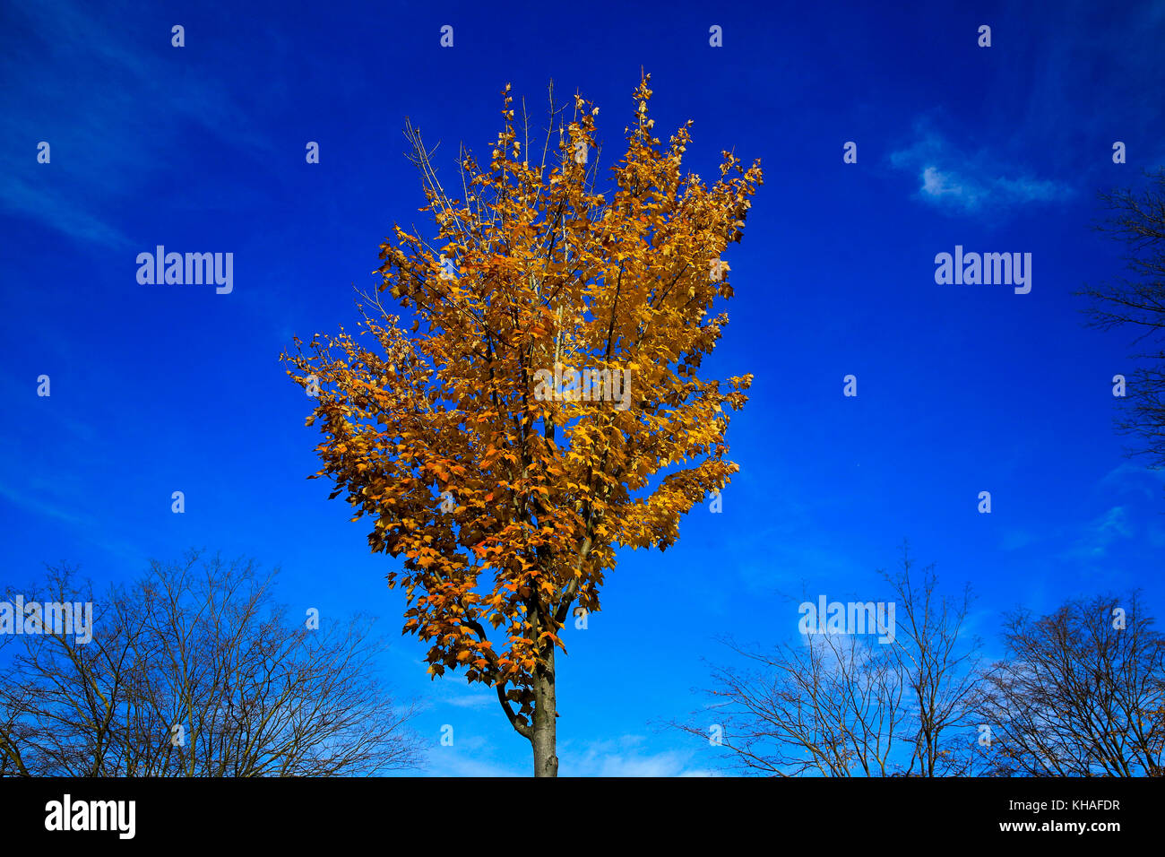 Colorful leaves on trees in autumn on road at Bonn in Germany Stock ...