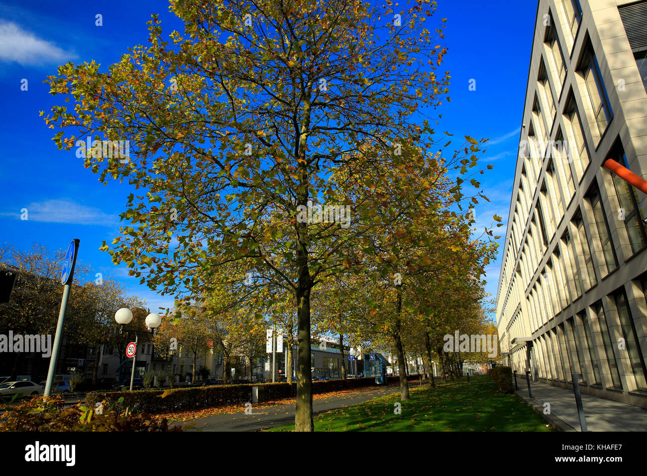 Colorful leaves on trees in autumn on road at Bonn in Germany Stock ...