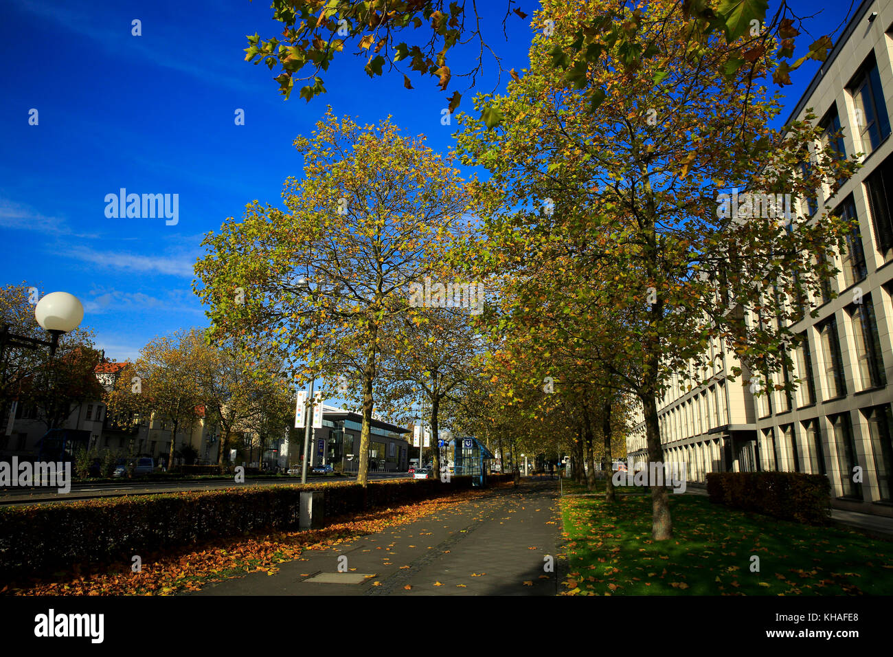 Colorful leaves on trees in autumn on road at Bonn in Germany Stock ...