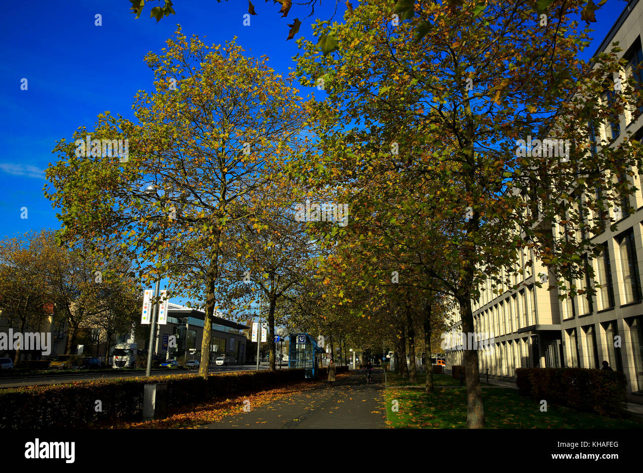 Colorful leaves on trees in autumn on road at Bonn in Germany Stock ...