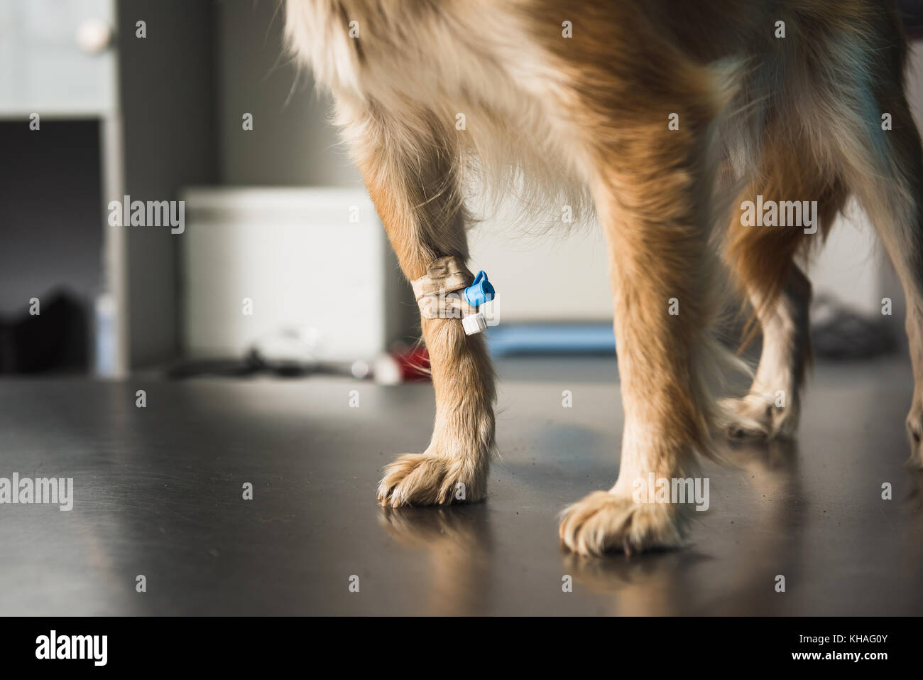 Intravenous catheter hi-res stock photography and images - Alamy