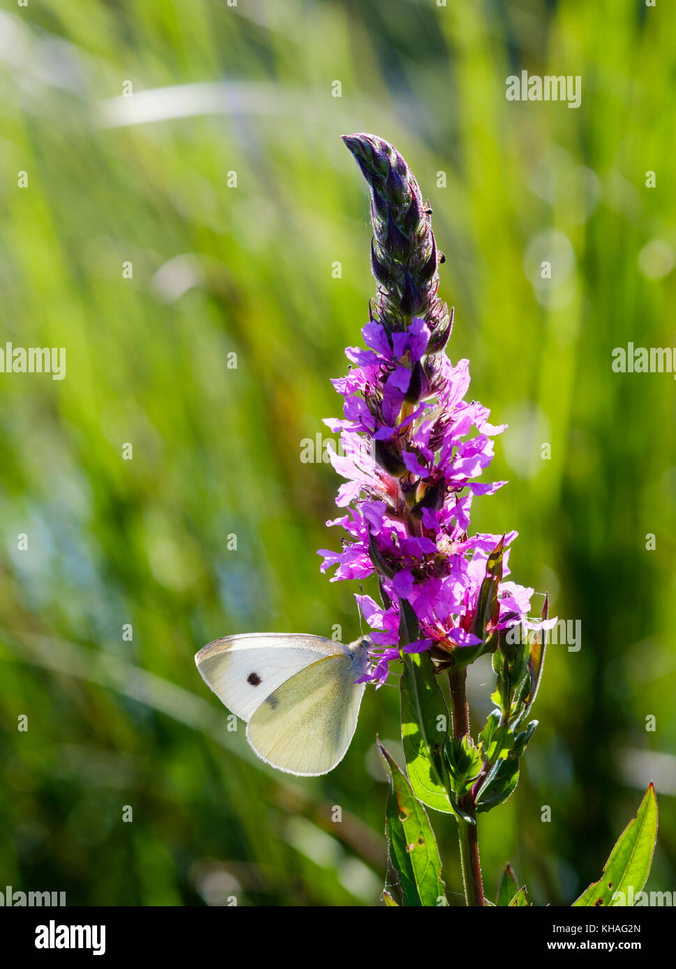 Small white on Purple loosestrife (Lythrum salicaria), Bavaria, Germany ...