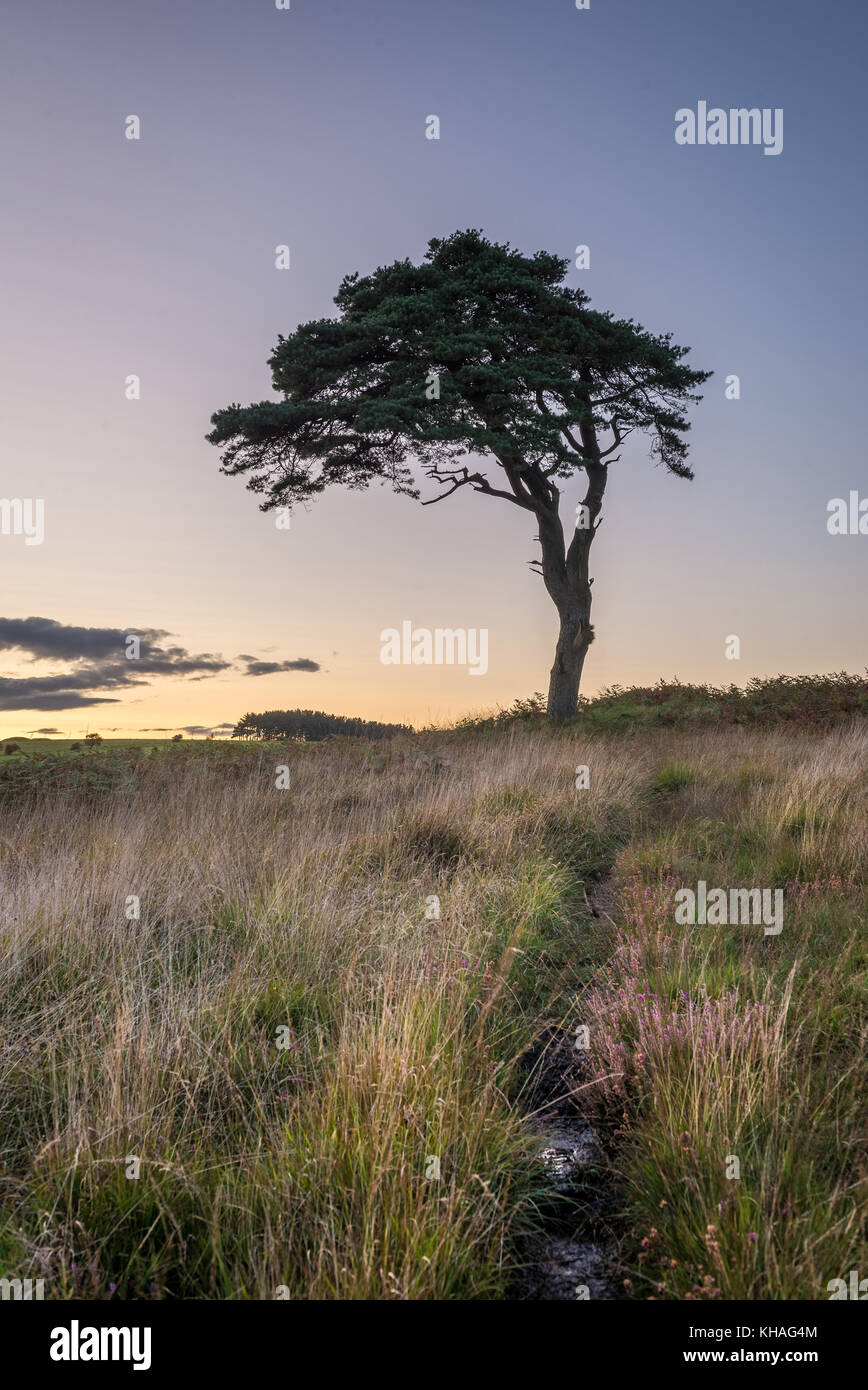 Lone tree at Waldegrave Pool, Priddy, Somerset Stock Photo - Alamy