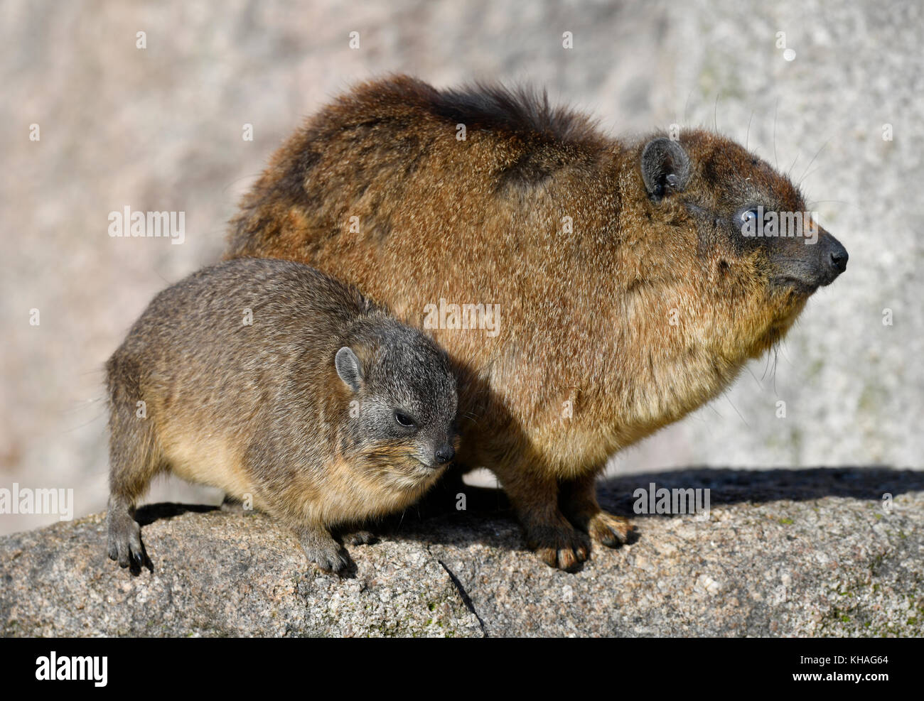 Cape hyraxes (Procavia capensis), dam with kitten, captive Stock Photo ...