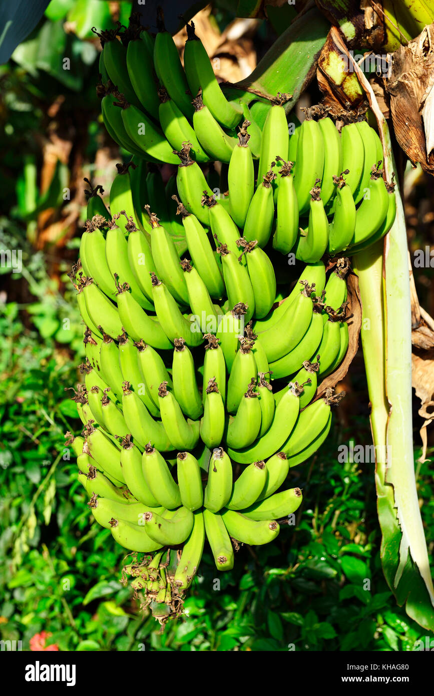 Banana tree, Mauritius Stock Photo - Alamy