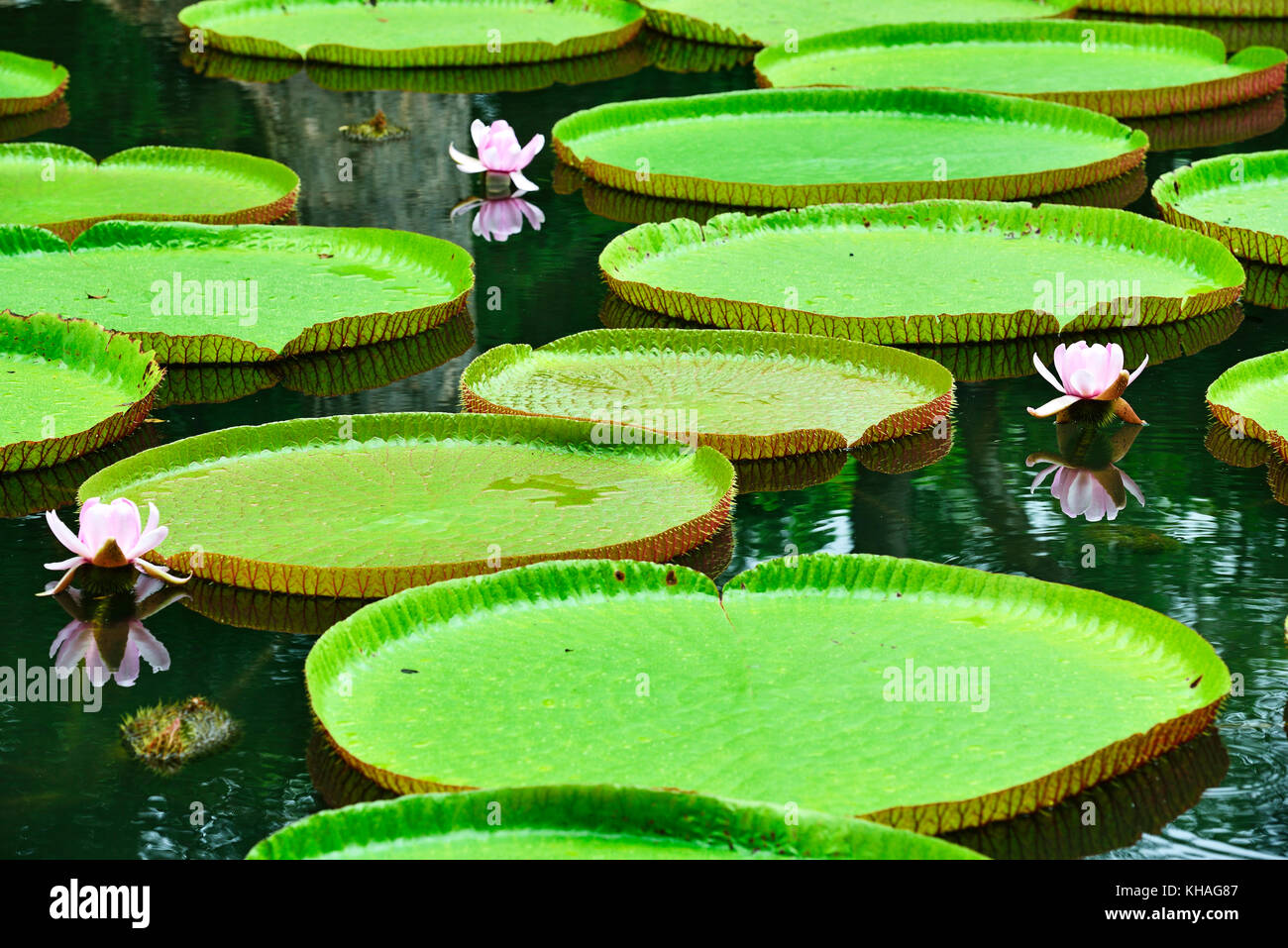 Flowering Giant Sea Lily (Victoria regia), Botanical Garden Sir ...