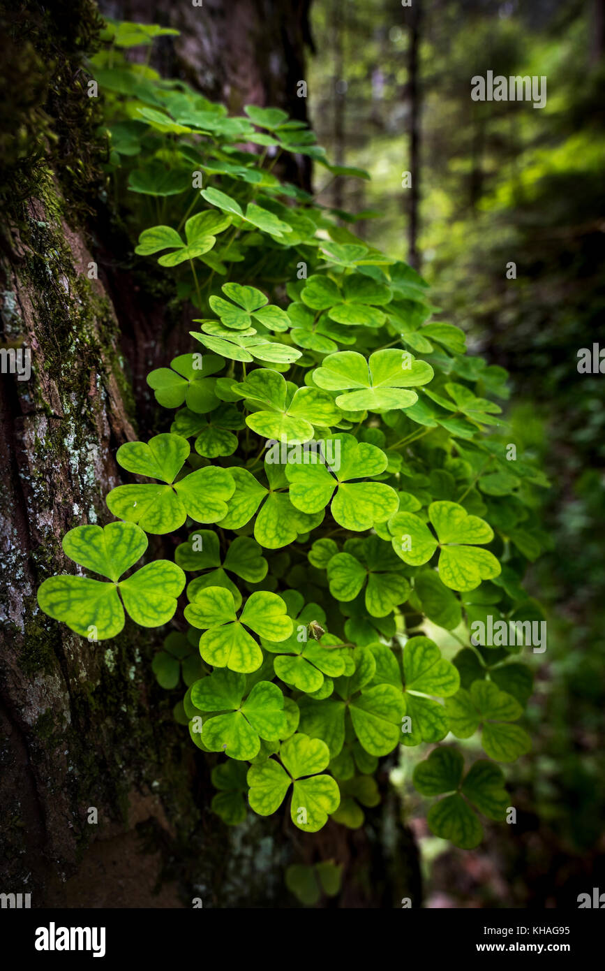 Sorrel tree hi-res stock photography and images - Alamy