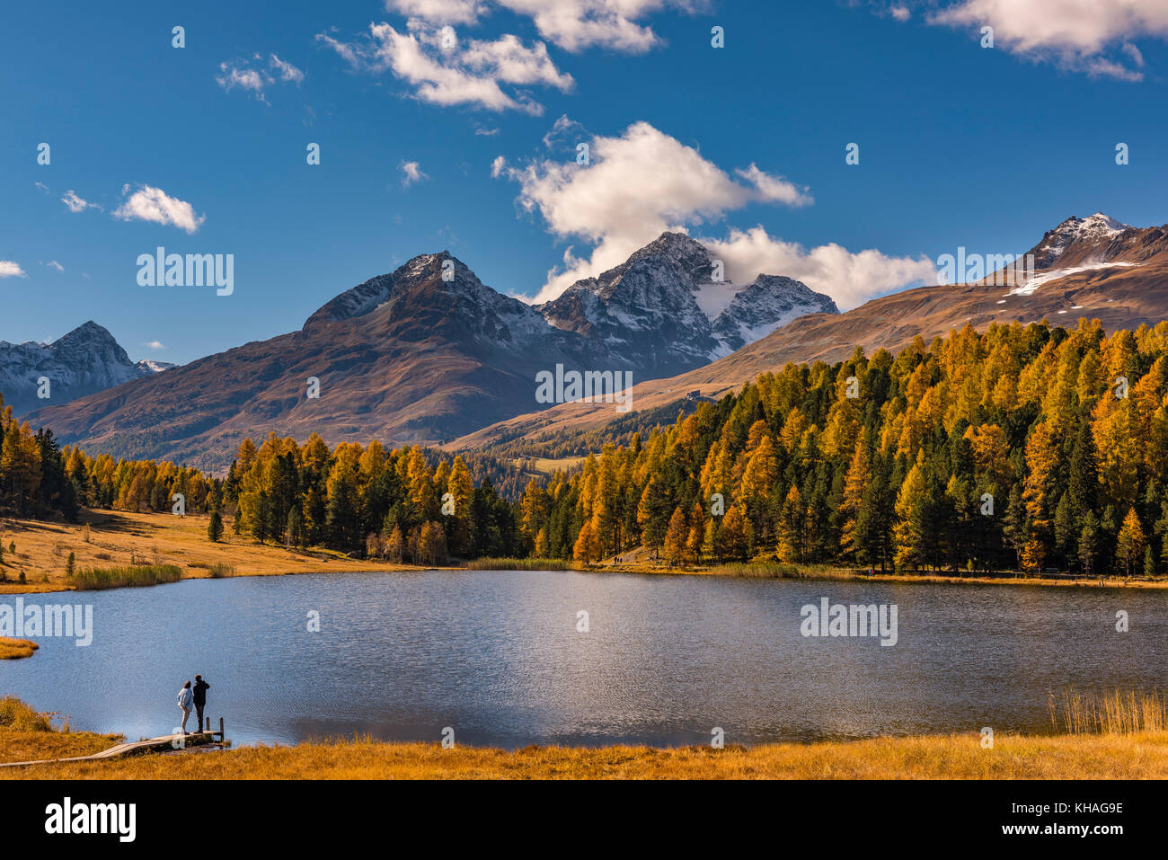 Autumnal discoloured Larches (Larix) with mountain lake Lej da Staz in ...