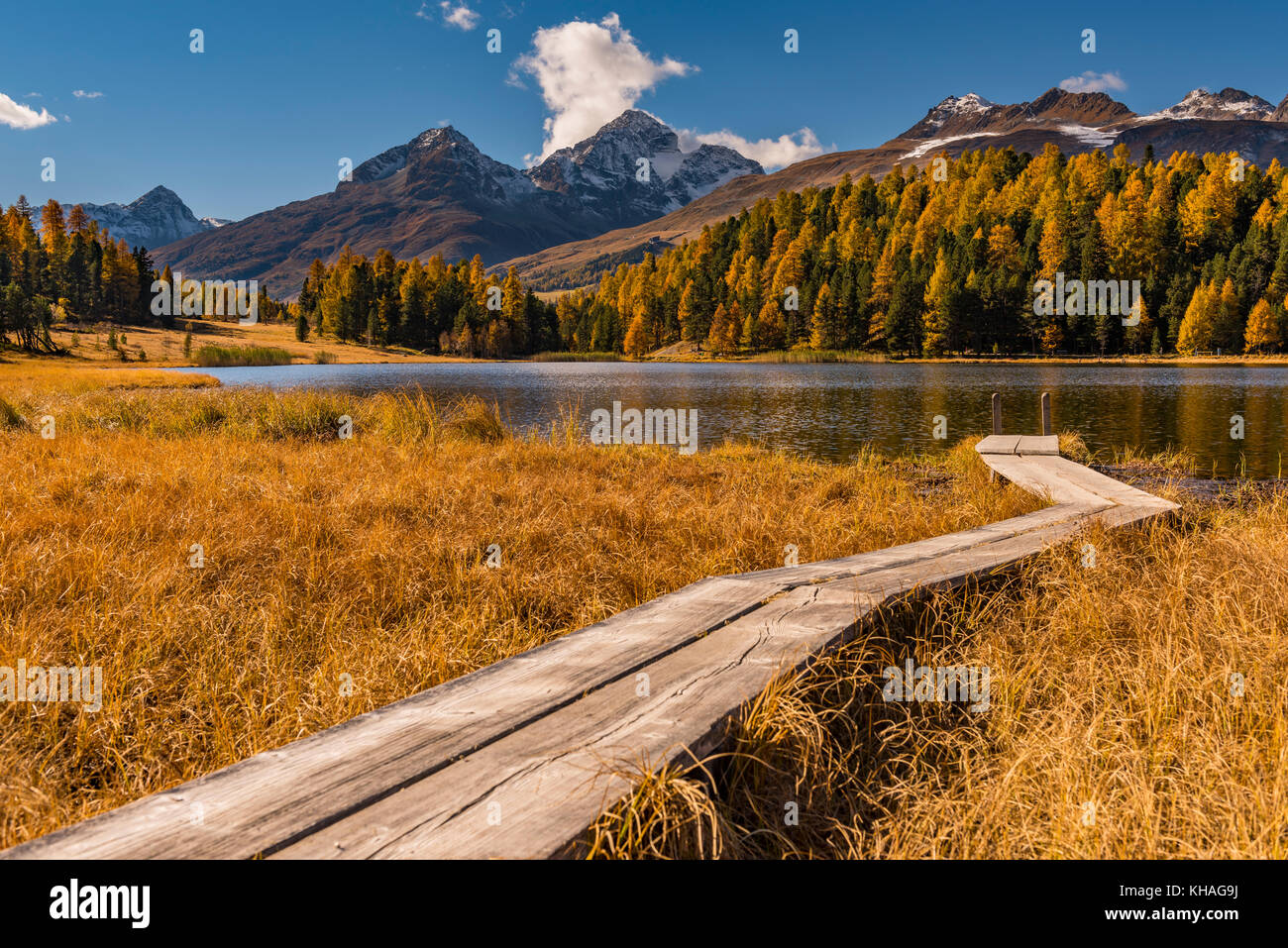 Autumnal discoloured Larches (Larix) with mountain lake Lej da Staz and ...