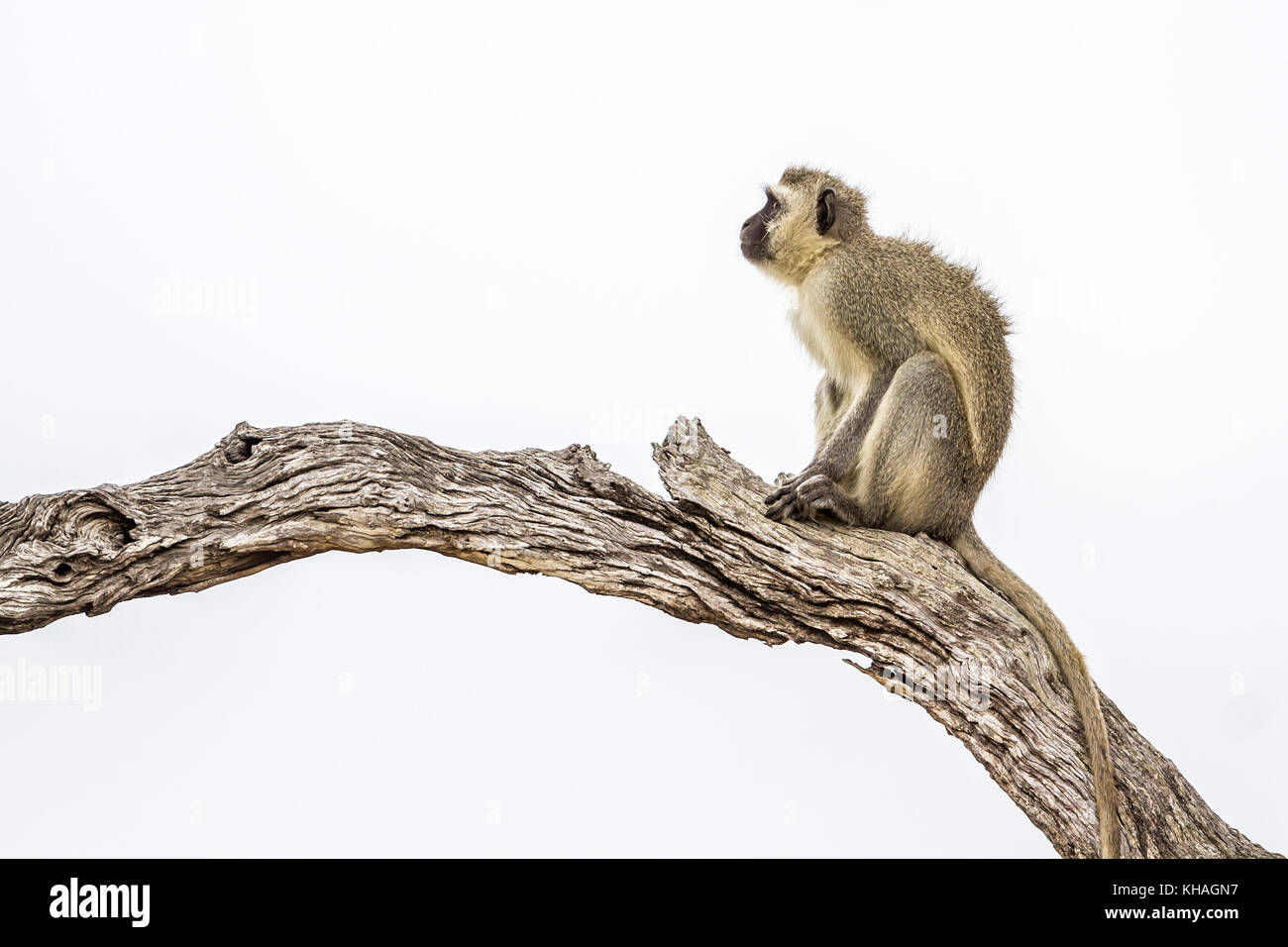 Monkey cut out hi-res stock photography and images - Alamy