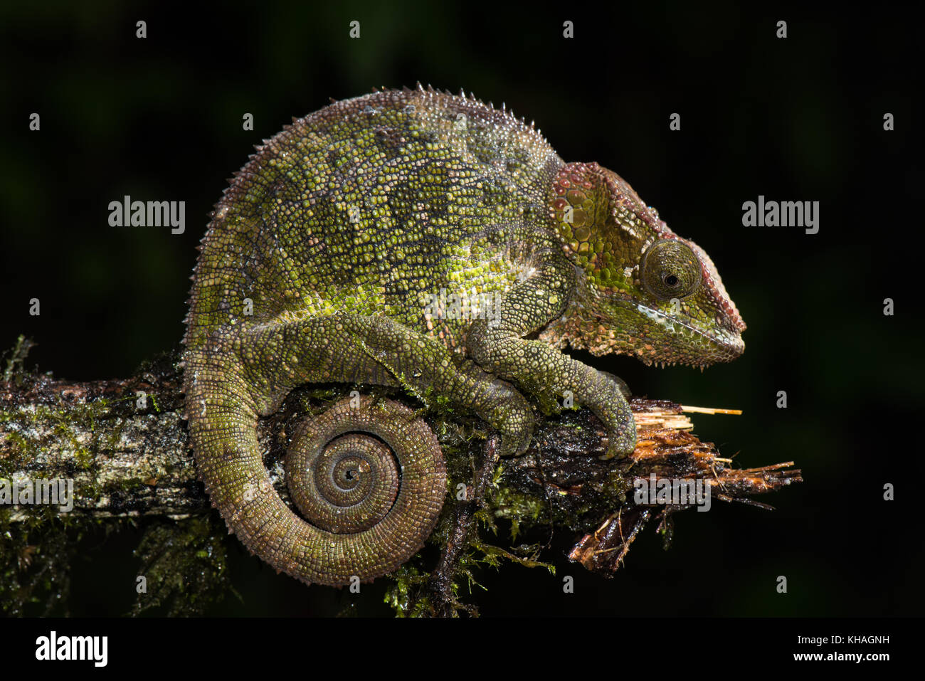 Cryptic chameleon (Calumma crypticum), female, Ranomafana National Park, Madagascar Stock Photo ...