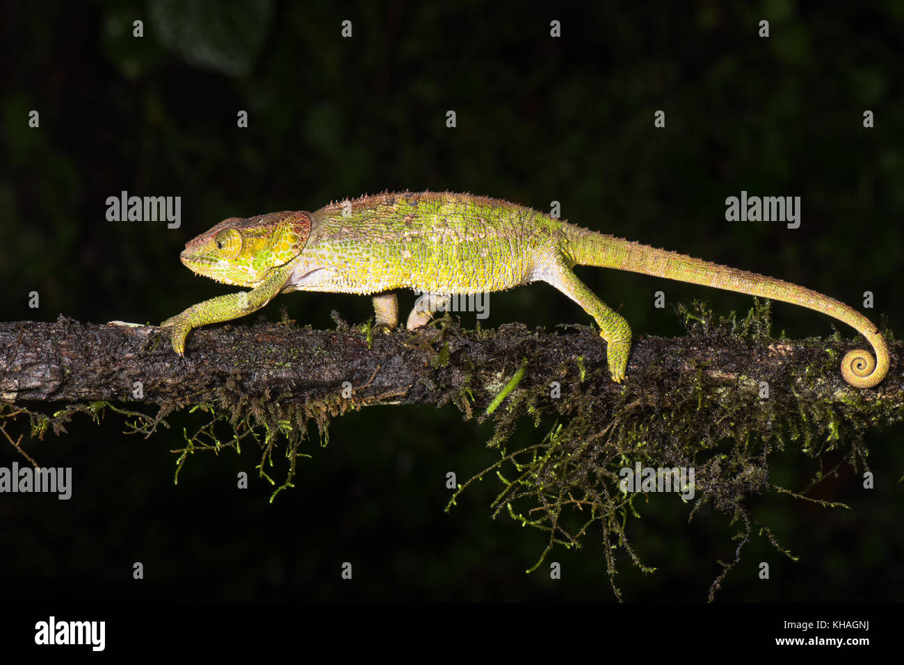 Cryptic chameleon (Calumma crypticum), female, Ranomafana National Park ...