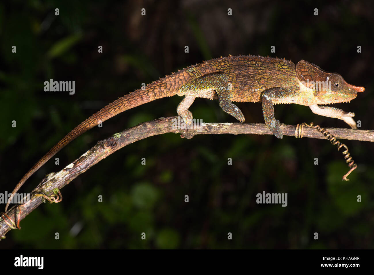 Cryptic chameleon (Calumma crypticum), male, Ranomafana National Park, Madagascar Stock Photo ...