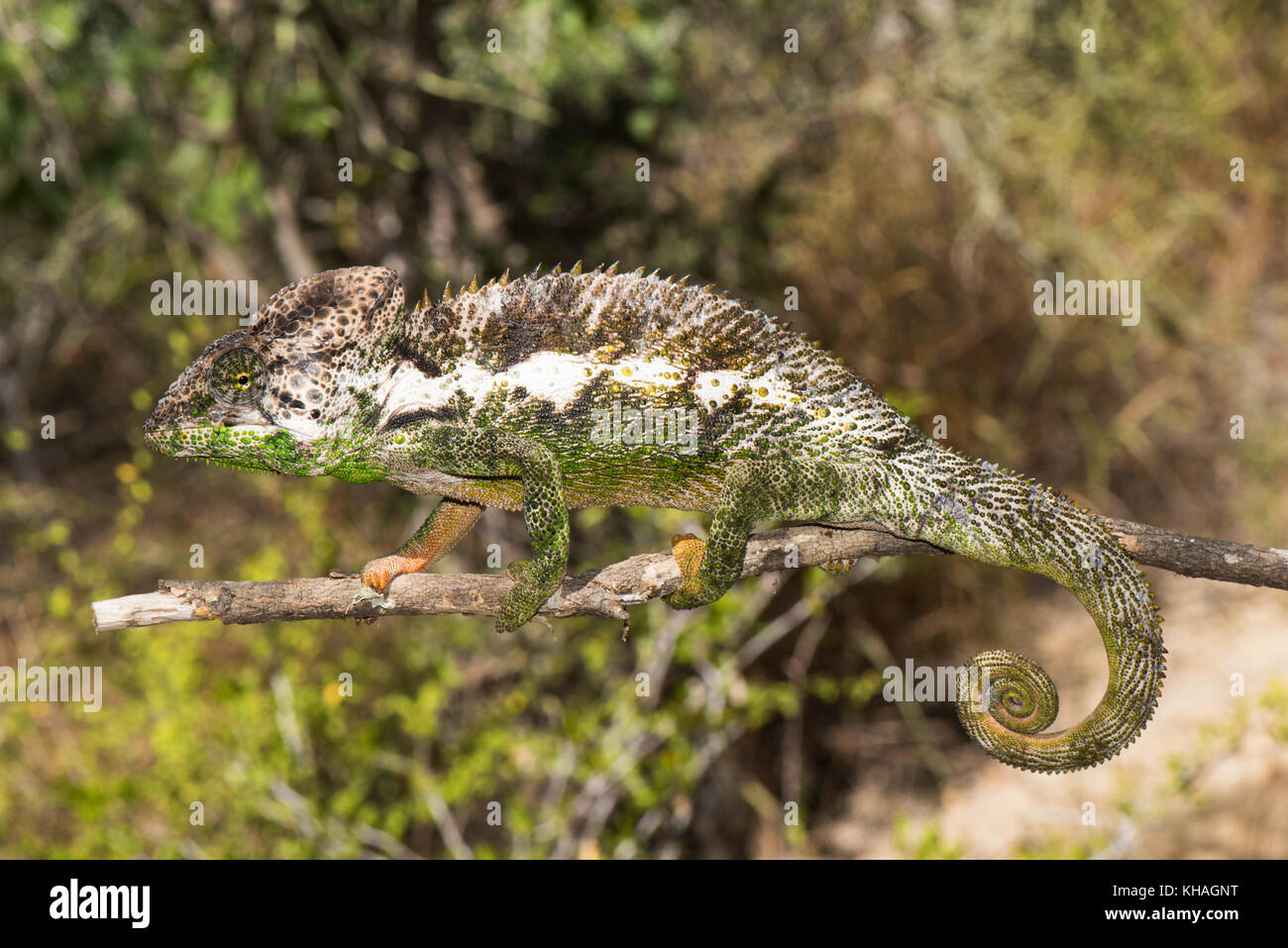 Madagascar giant chameleon hi-res stock photography and images - Alamy