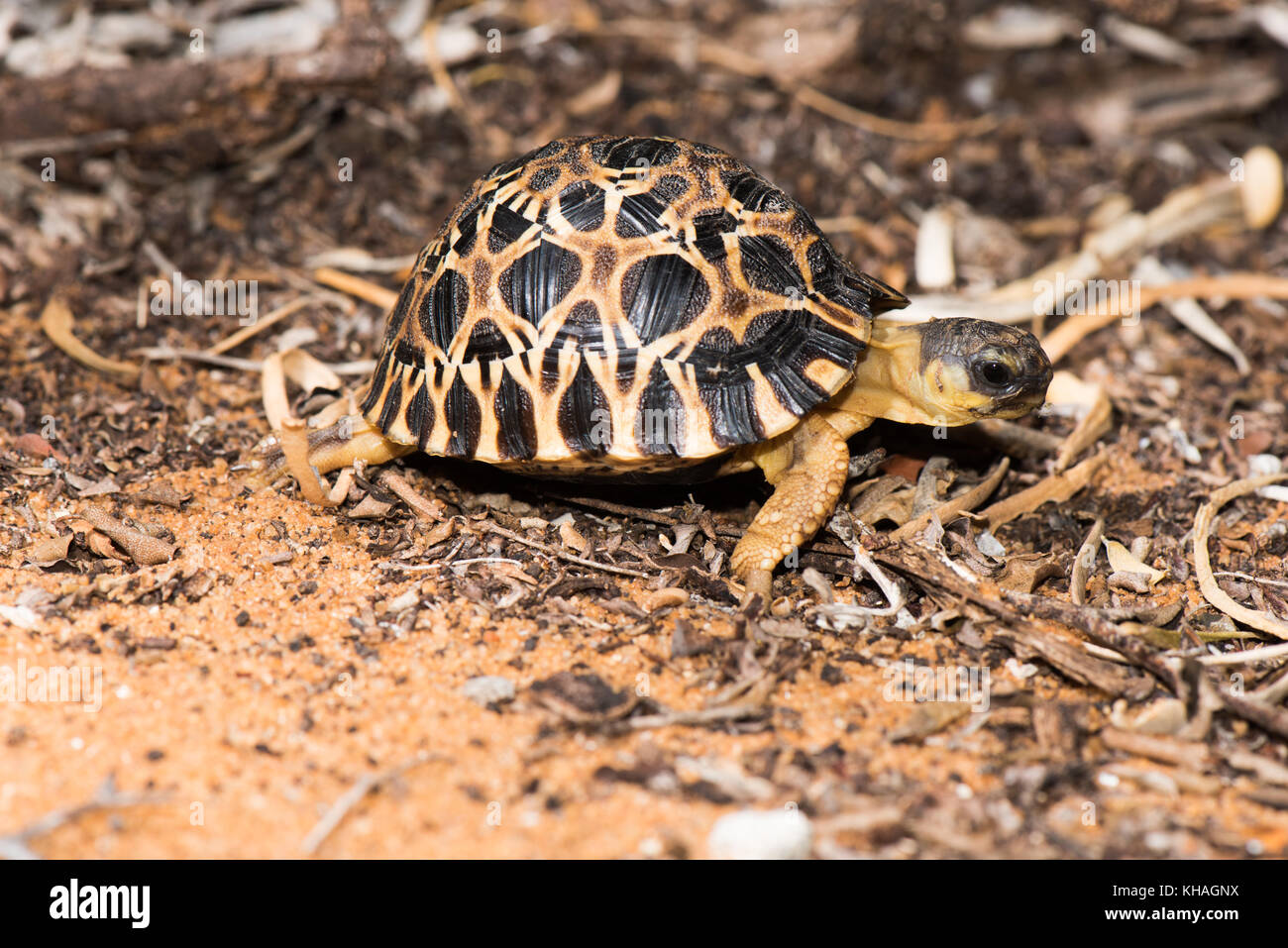 Madagascar Radiated tortoise (Astrochelys radiata), Arboretum d ...