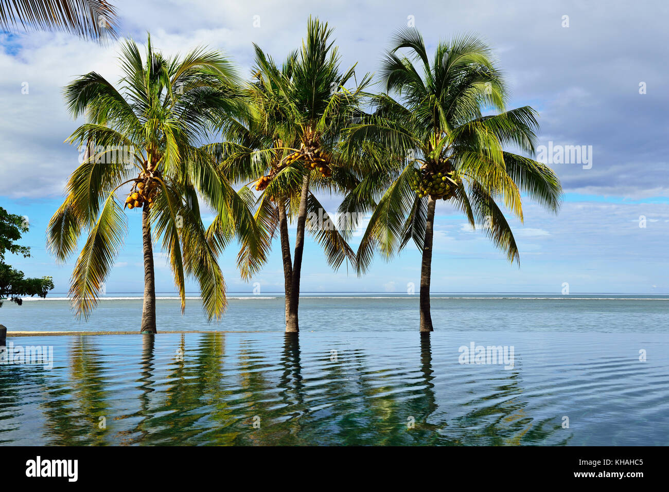 Palms, Infinity Pool of the Maradiva Villas Resort, Mauritius, Indian ...