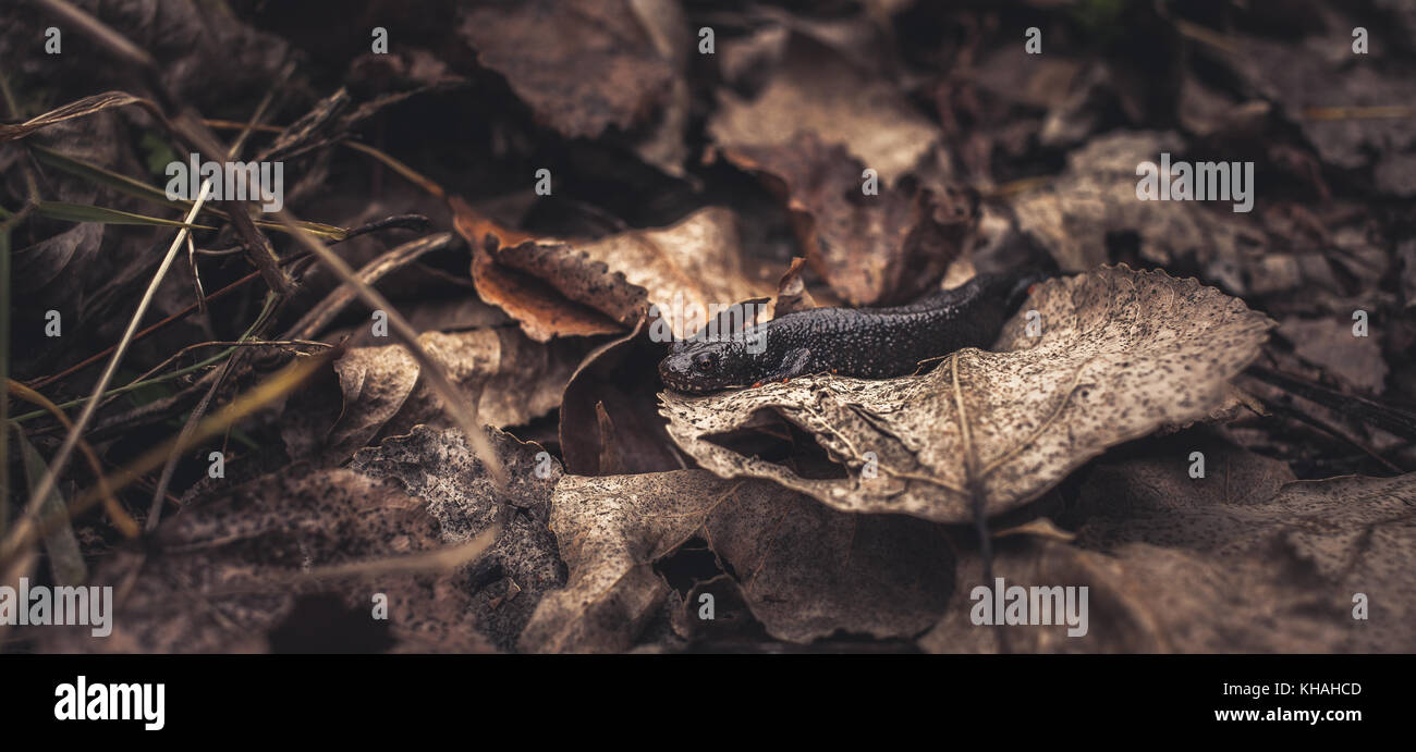 Triturus sp hi-res stock photography and images - Alamy