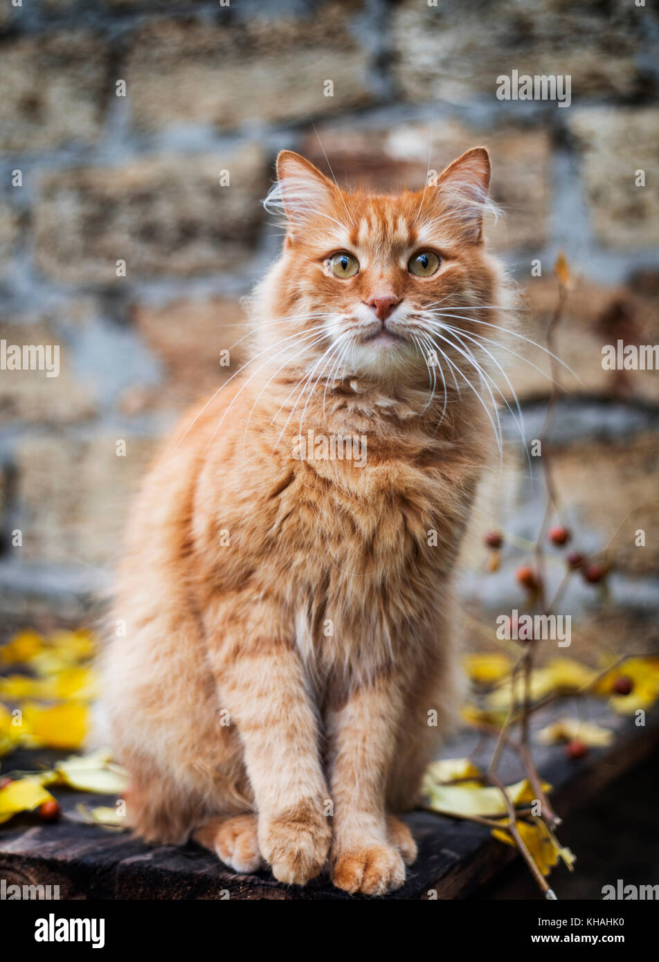 Rusty red cat hi-res stock photography and images - Alamy