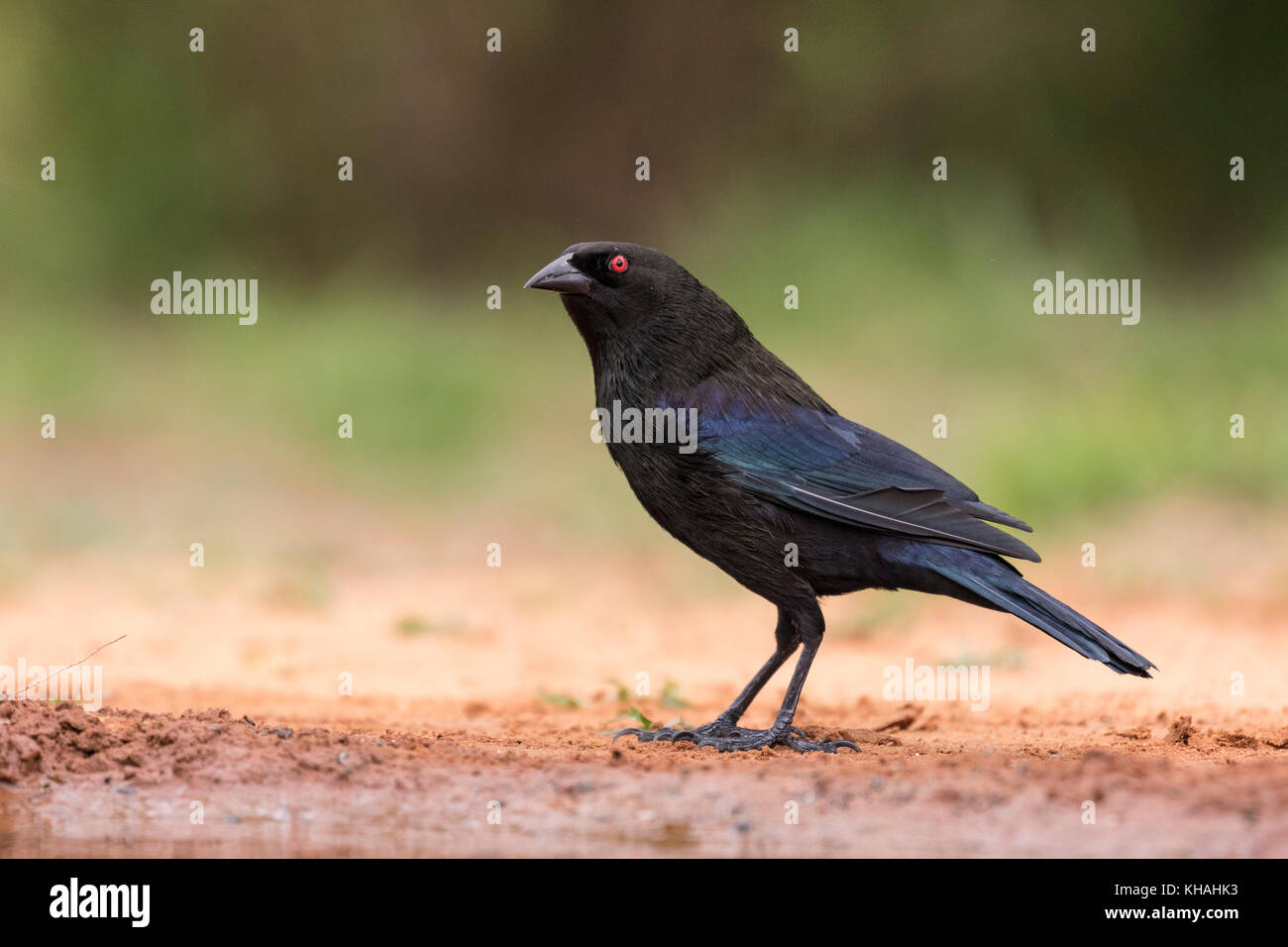 Bronzed cowbird in South Texas Stock Photo - Alamy