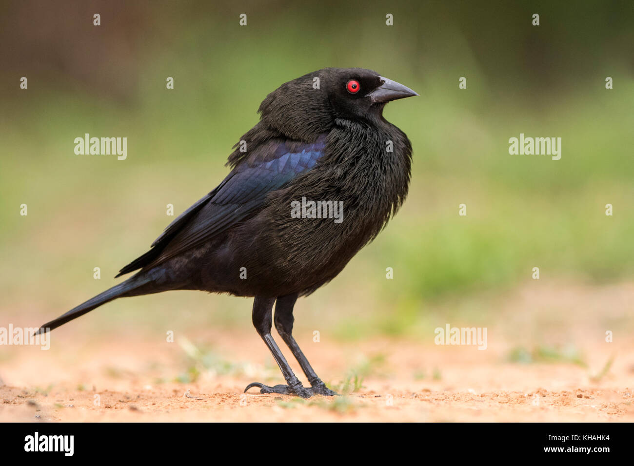 Bronzed cowbird in South Texas Stock Photo - Alamy