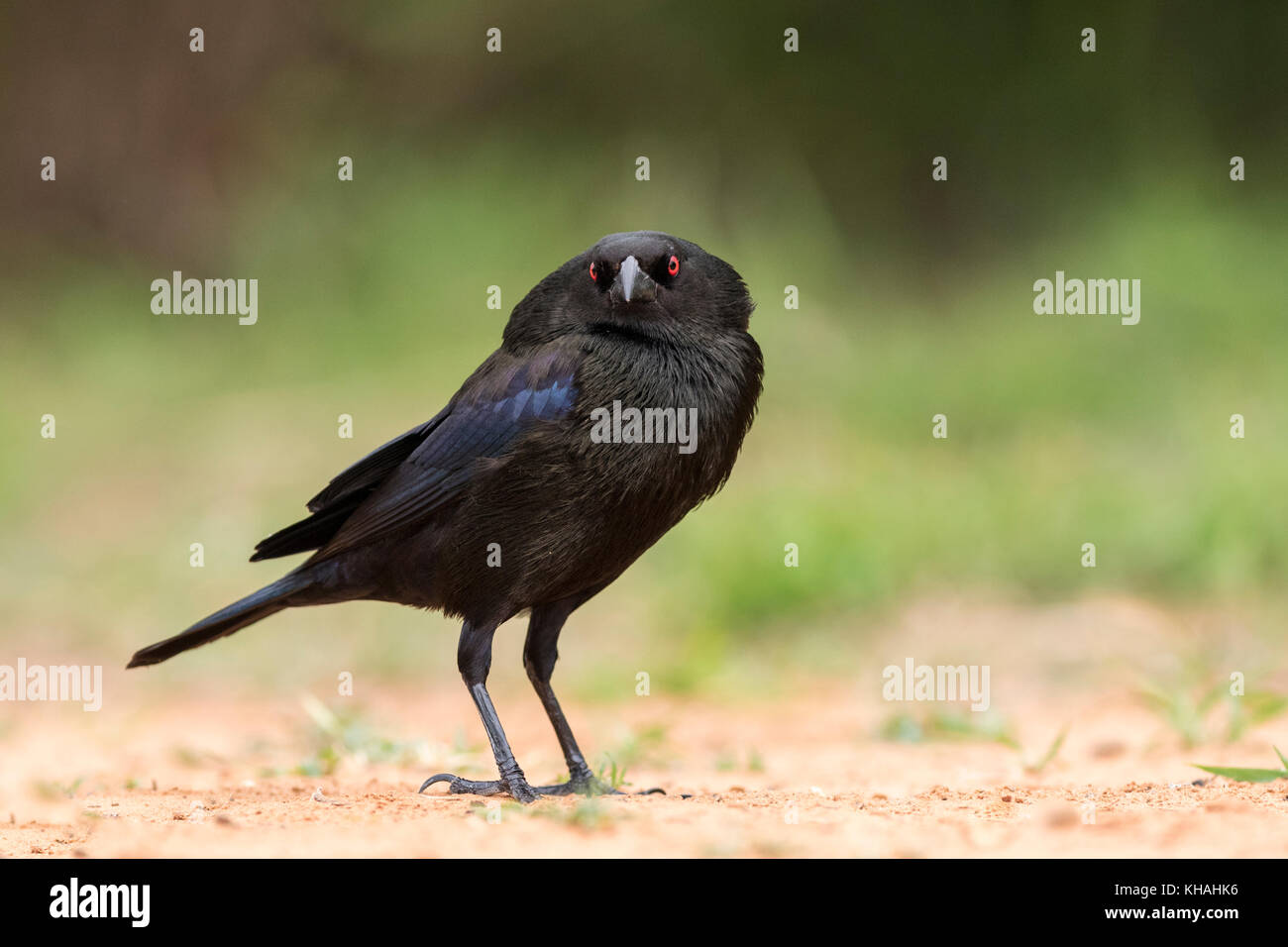 Bronzed cowbird in South Texas Stock Photo - Alamy