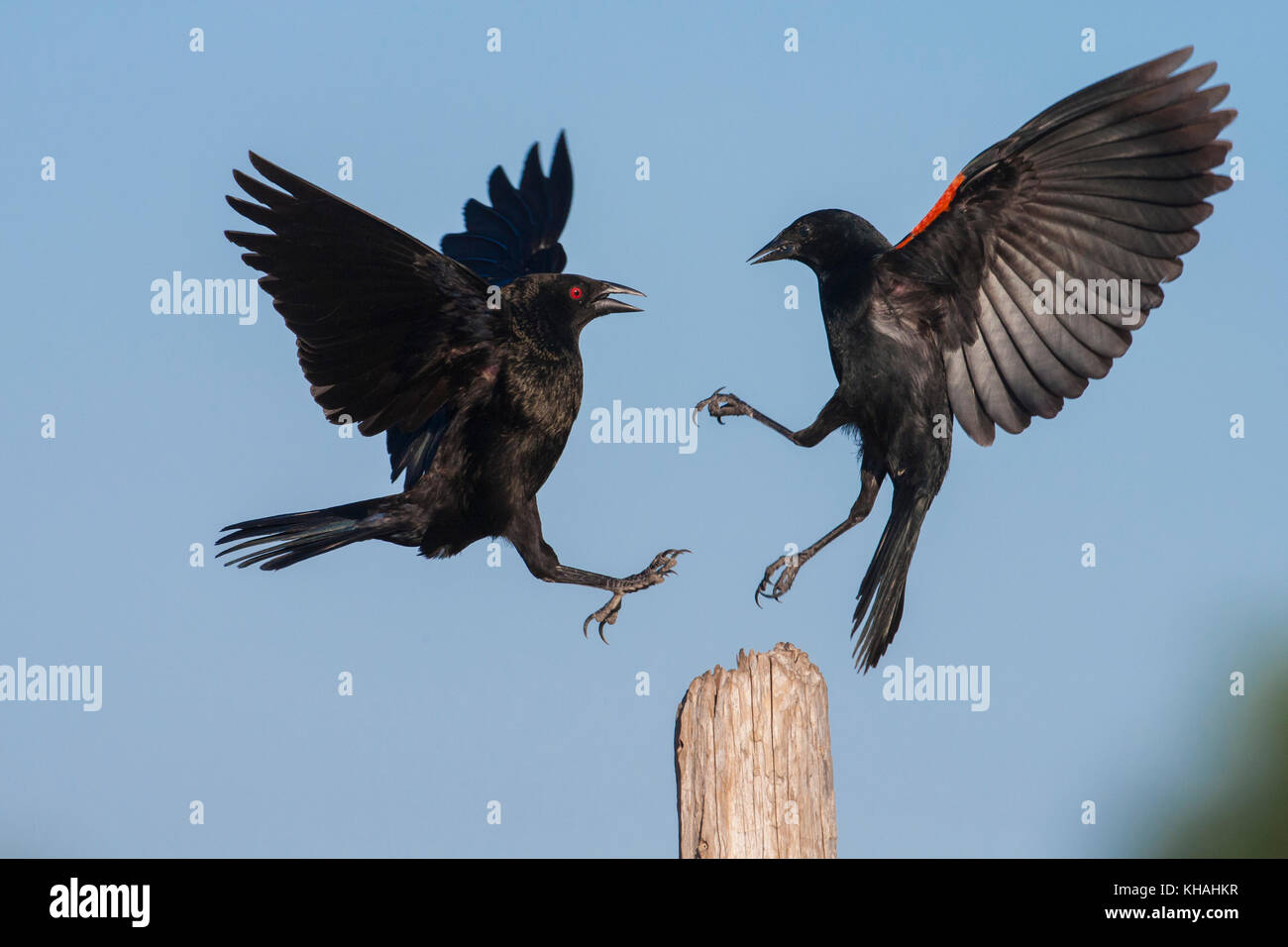 Bronzed cowbird in South Texas fighting with a red-winged blackbird ...