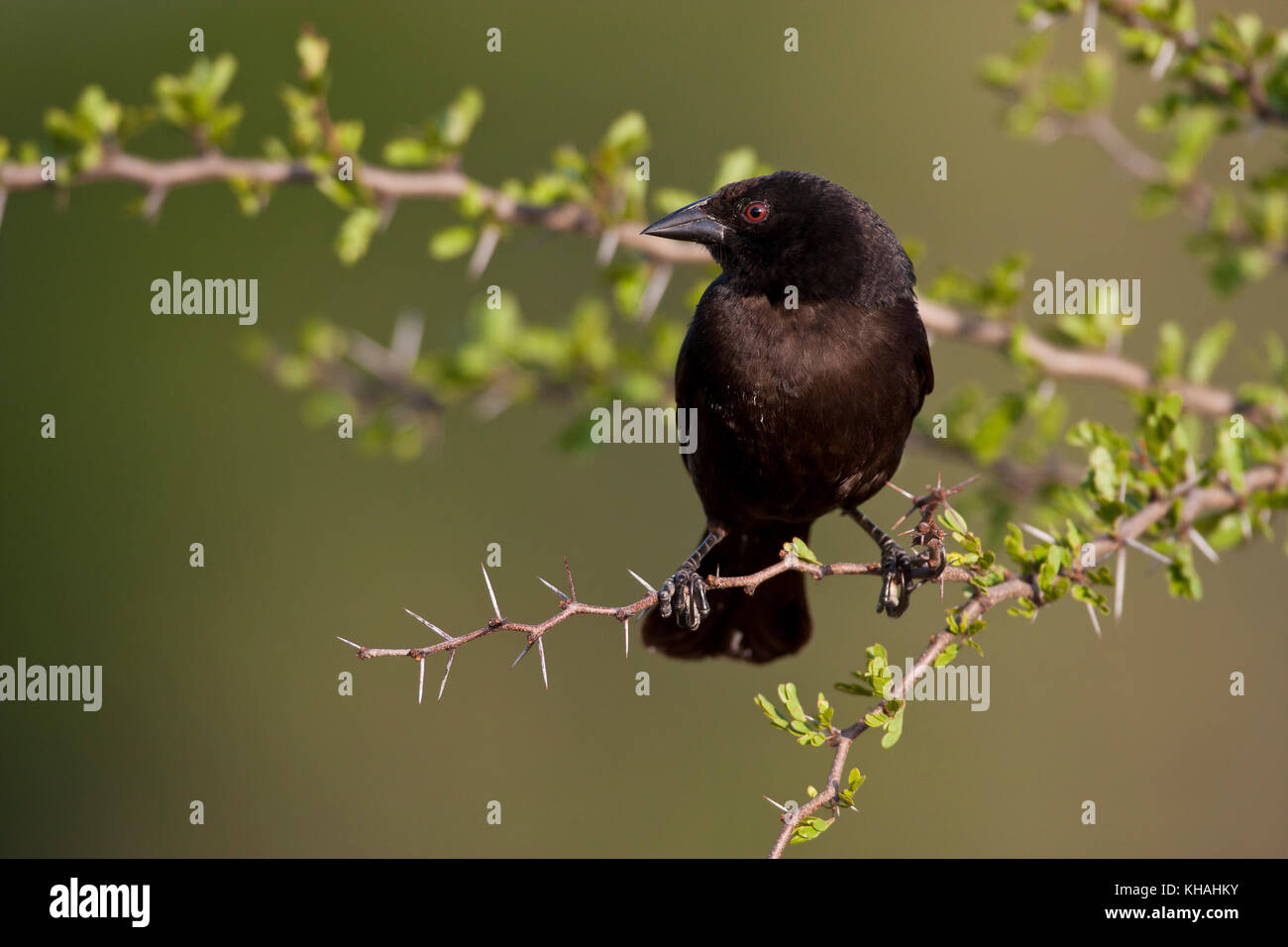 Bronzed cowbird in South Texas Stock Photo - Alamy