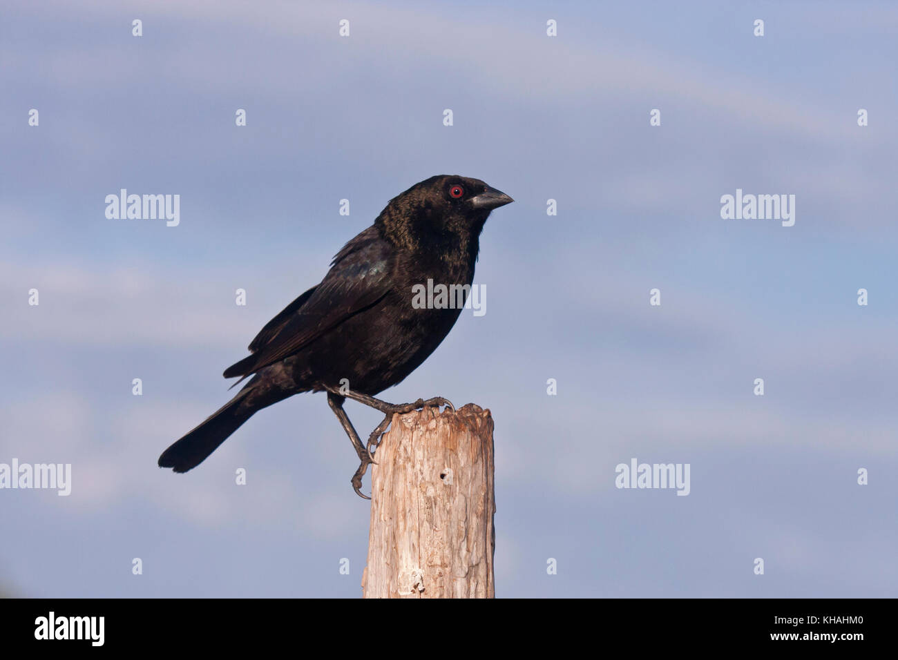 Bronzed cowbird hi-res stock photography and images - Alamy