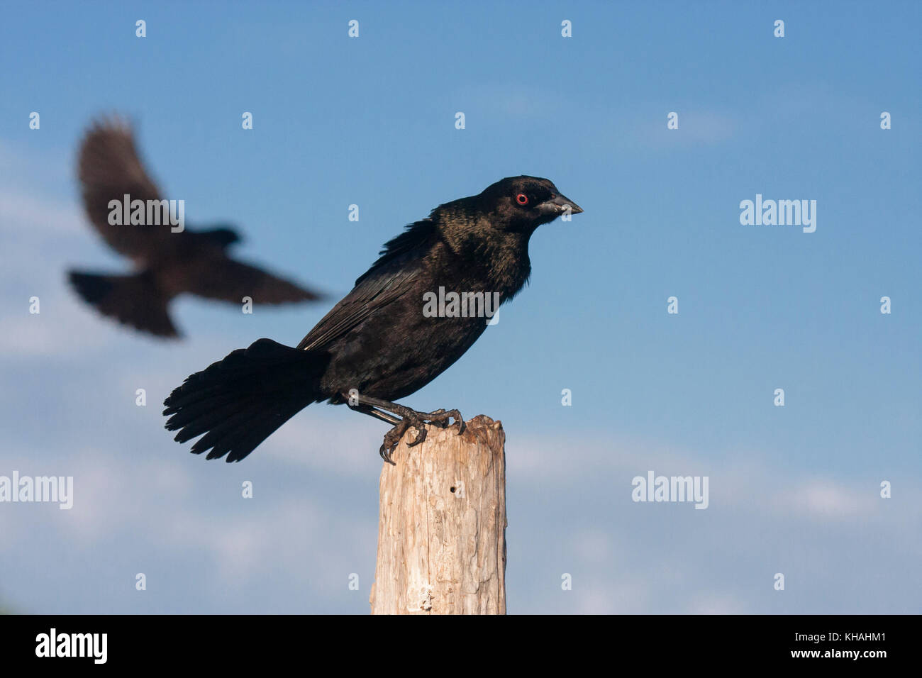 Bronzed cowbird in South Texas Stock Photo - Alamy