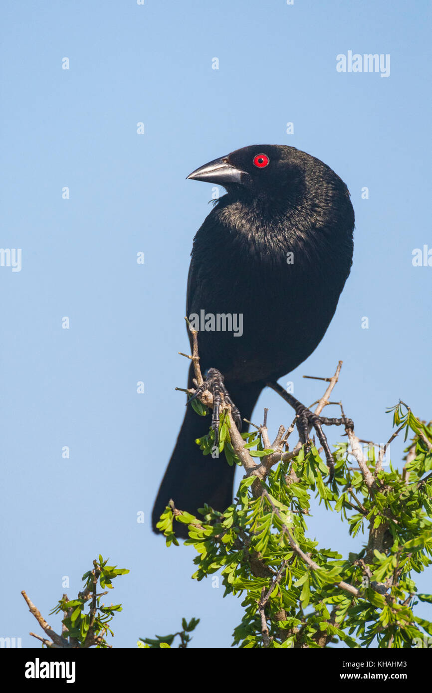 Bronzed cowbird in South Texas Stock Photo - Alamy
