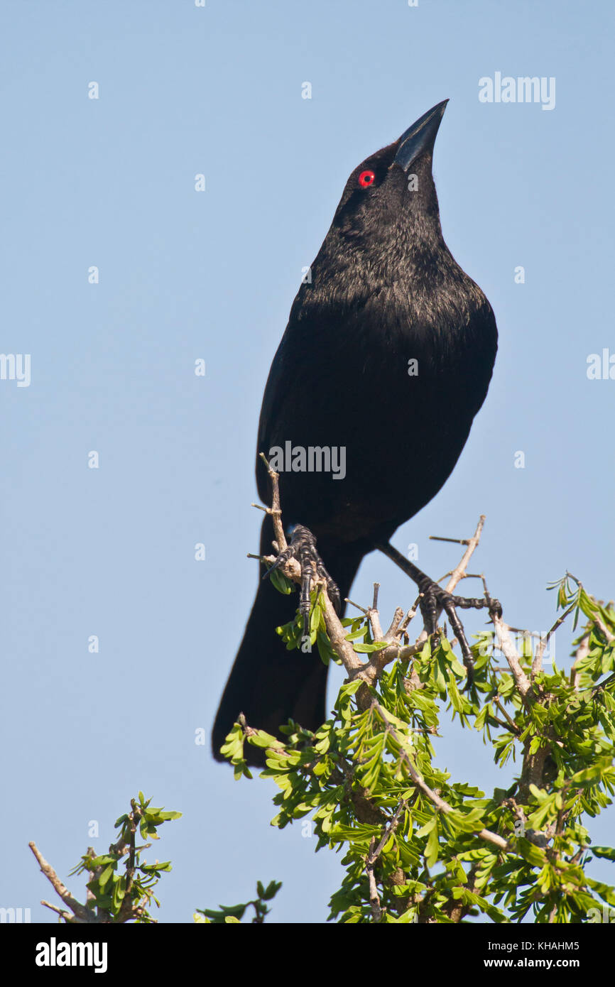 Bronzed cowbird hi-res stock photography and images - Alamy