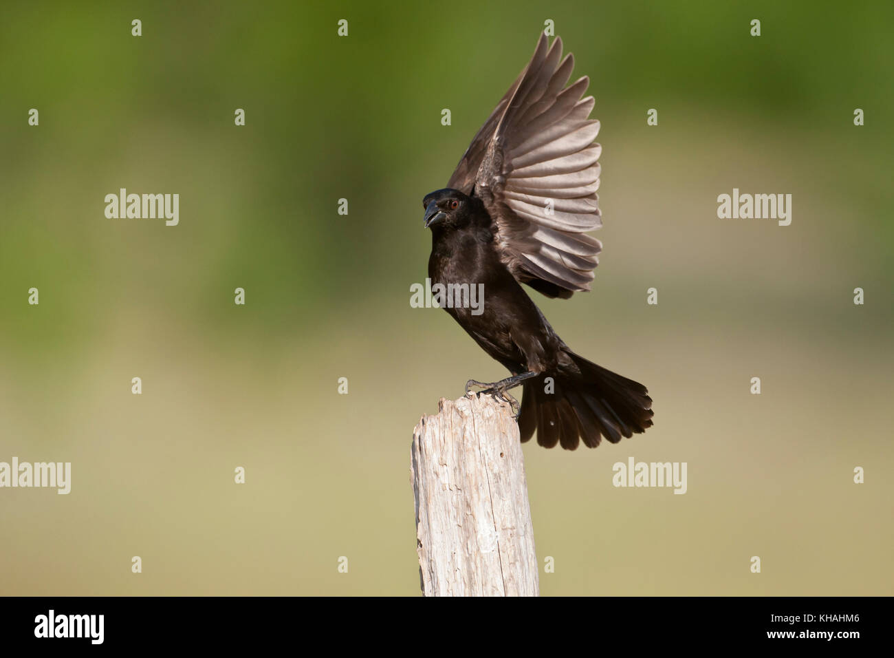 Female bronzed cowbird in Texas Stock Photo - Alamy