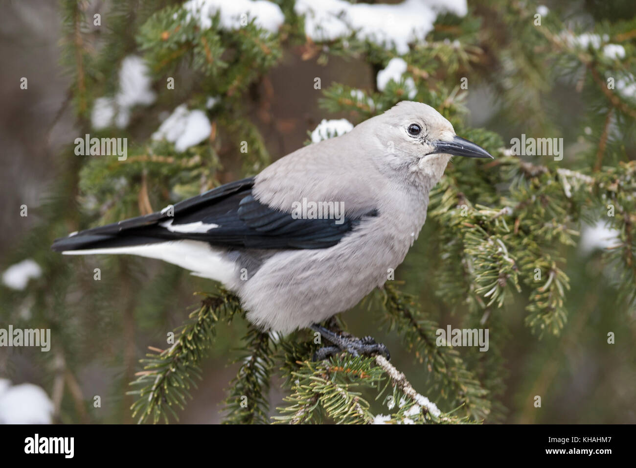 Nutcracker winter hi-res stock photography and images - Alamy