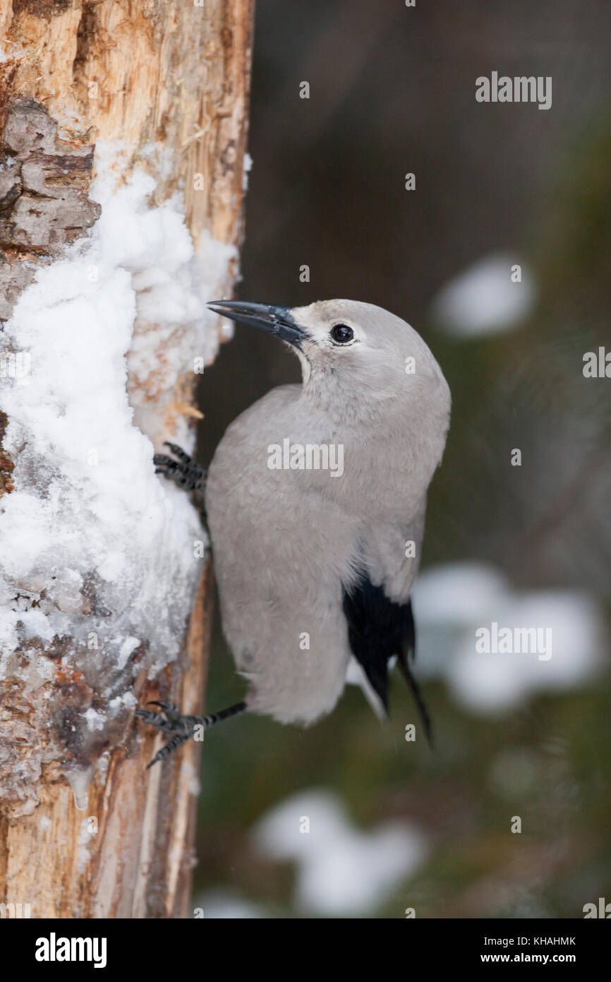 Clark's nutcracker yellowstone hi-res stock photography and images - Alamy