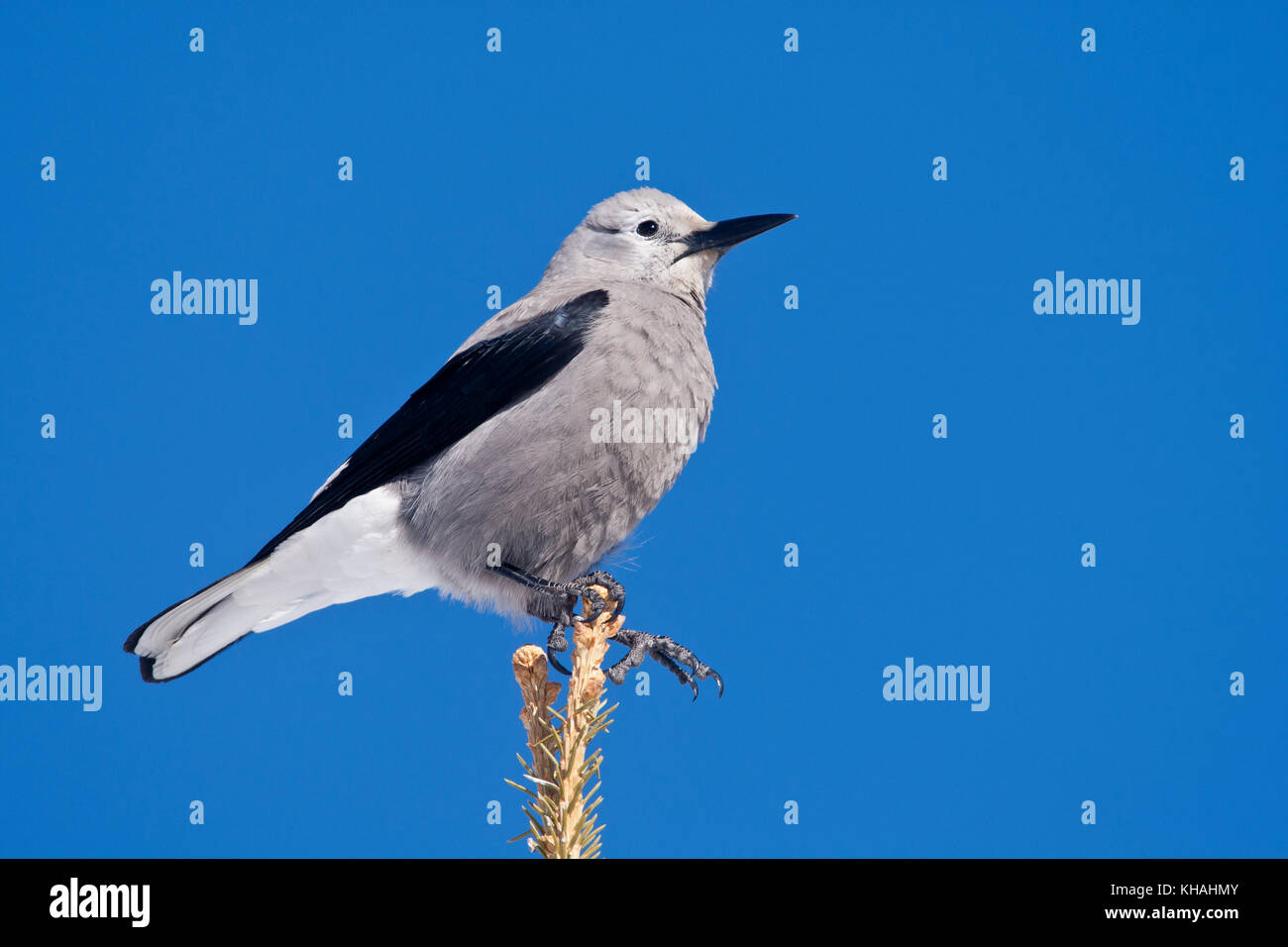 Clark's nutcracker yellowstone hi-res stock photography and images - Alamy