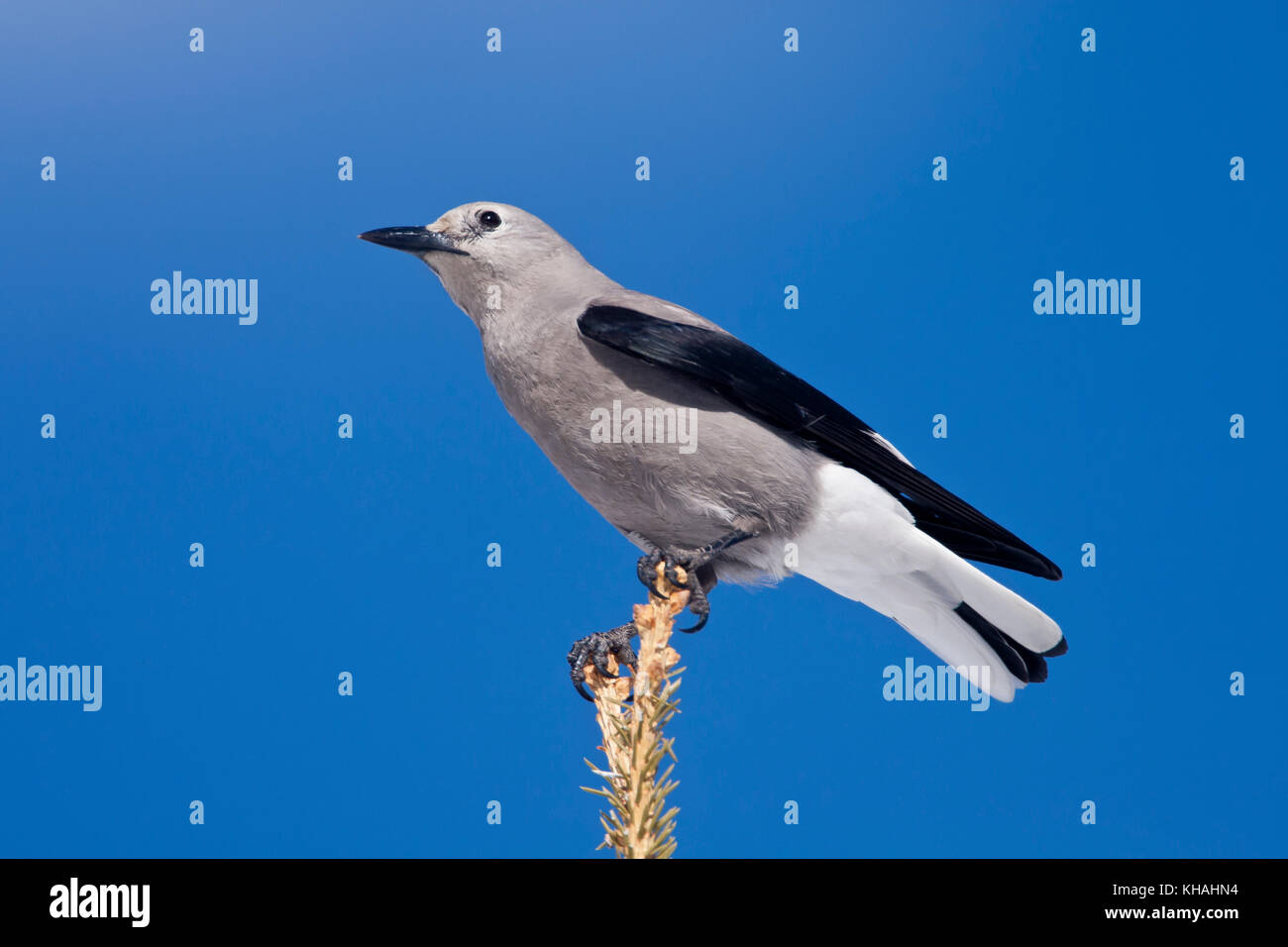 Clark's nutcracker yellowstone hi-res stock photography and images - Alamy
