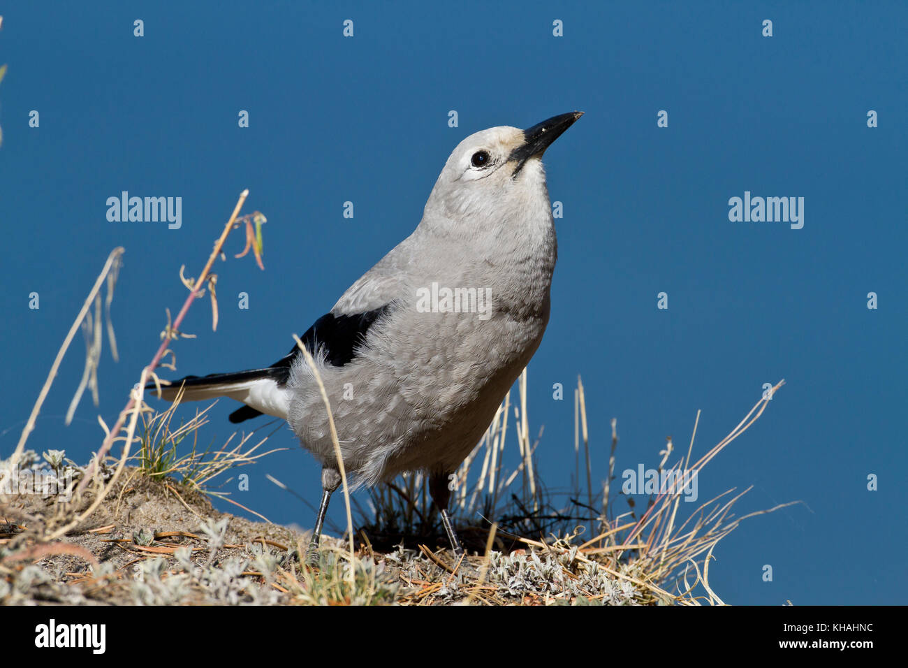 Clark's nutcracker yellowstone hi-res stock photography and images - Alamy