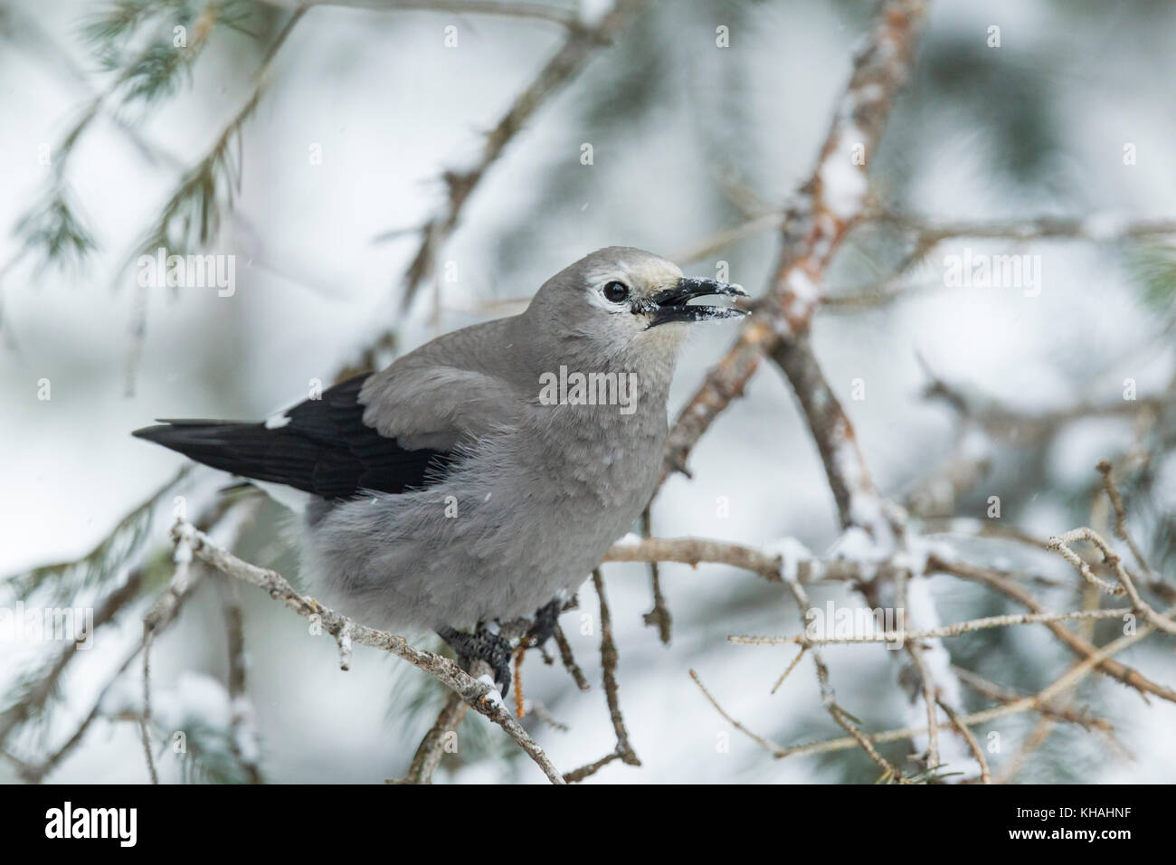 Clark's nutcracker yellowstone hi-res stock photography and images - Alamy