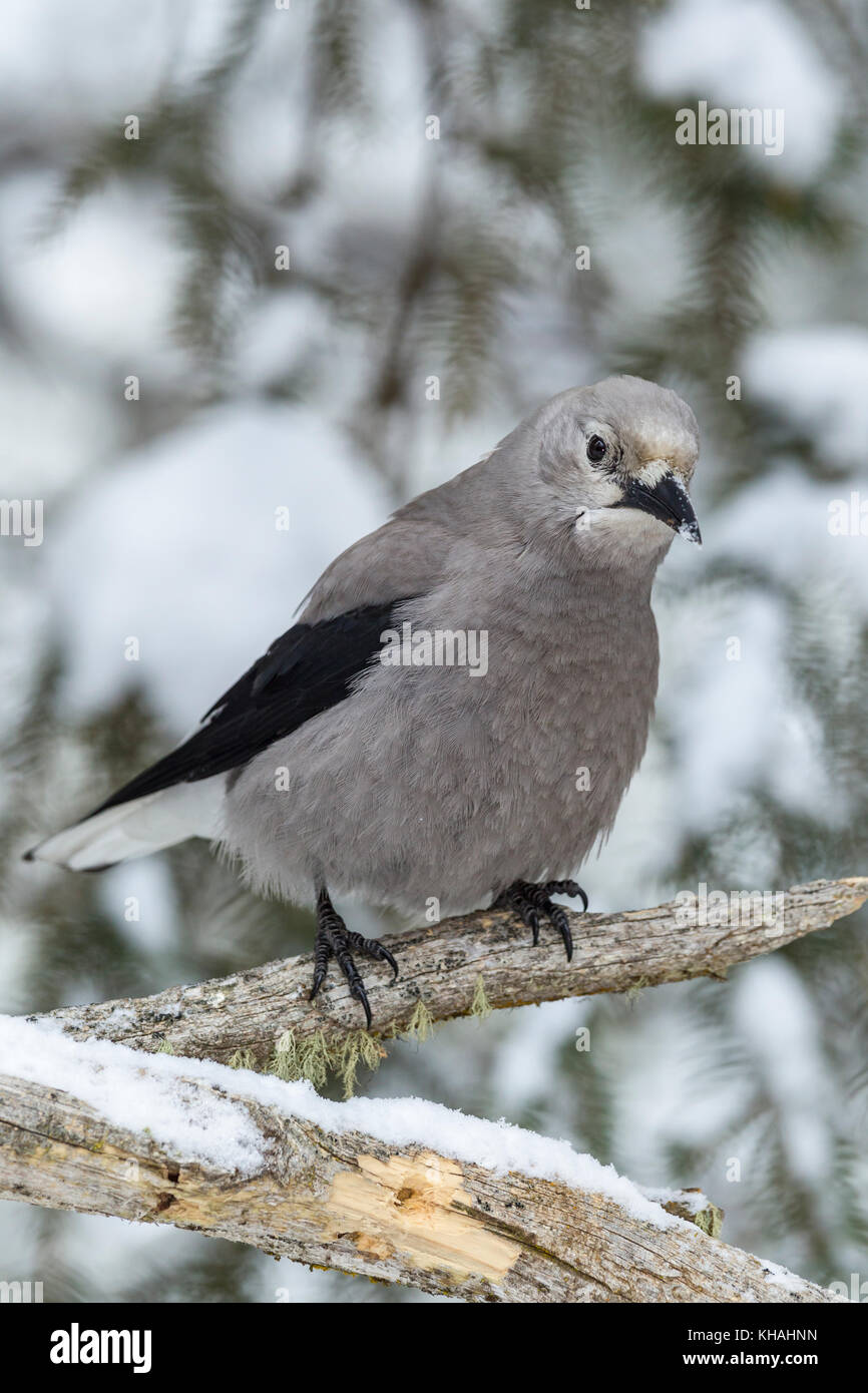 Clark's nutcracker yellowstone hi-res stock photography and images - Alamy