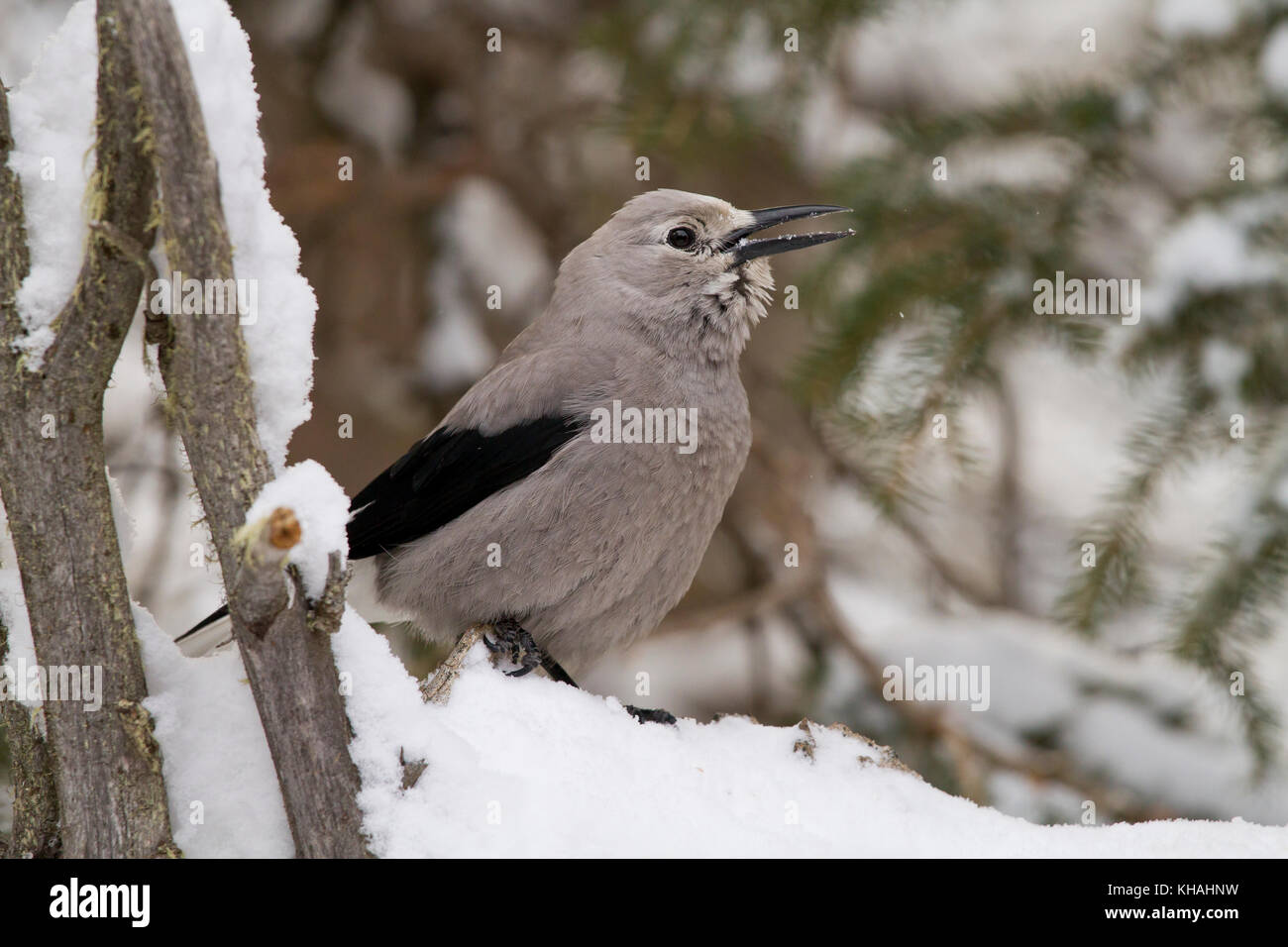 Clark's nutcracker yellowstone hi-res stock photography and images - Alamy