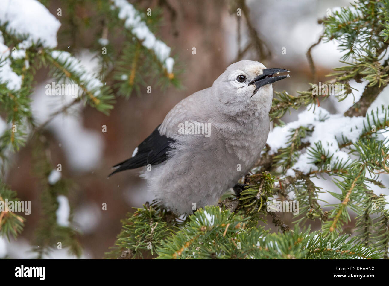 Clark's nutcracker yellowstone hi-res stock photography and images - Alamy