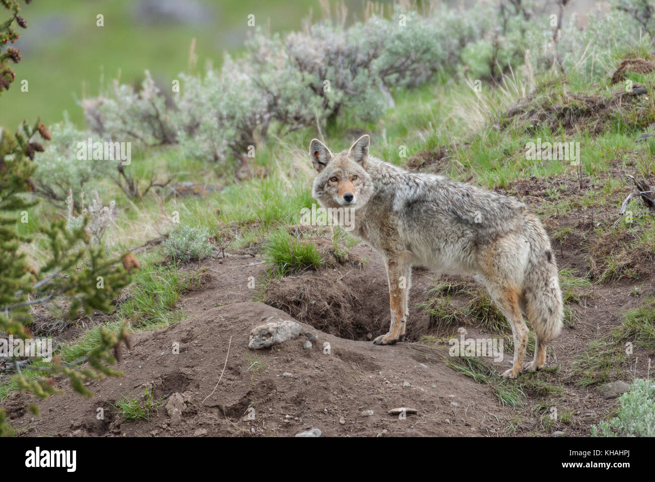 Wolf and pups yellowstone hi-res stock photography and images - Alamy