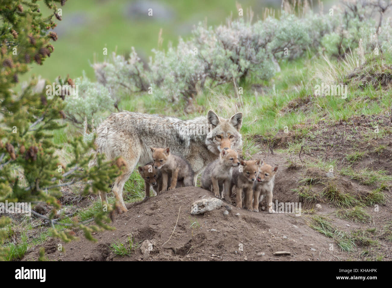 Coyote den hi-res stock photography and images - Alamy