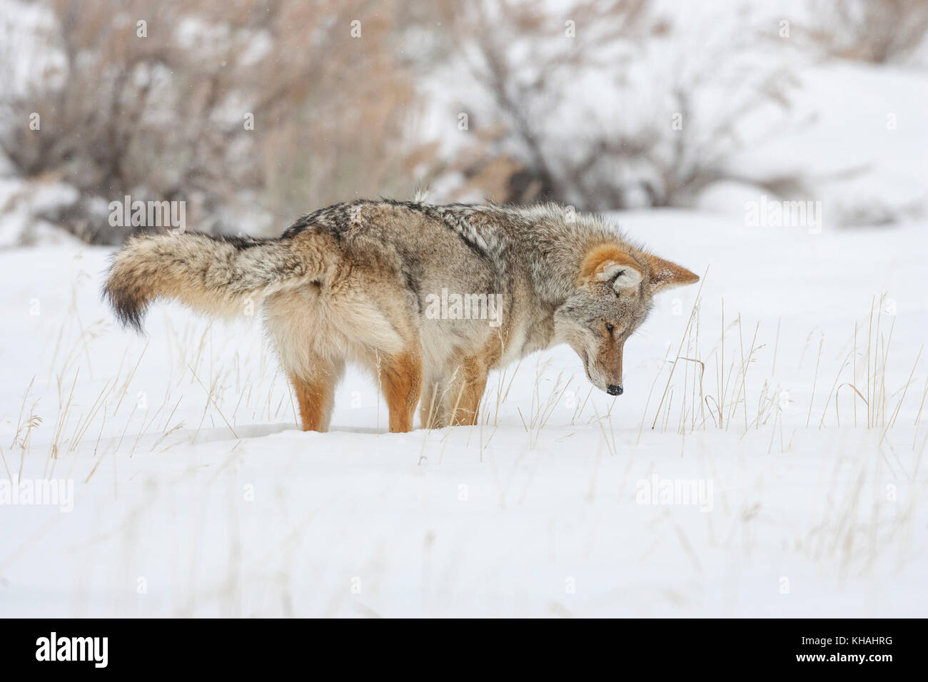 Coyote (Canis latrans) hunting mice in Yellowstone National Park Stock ...