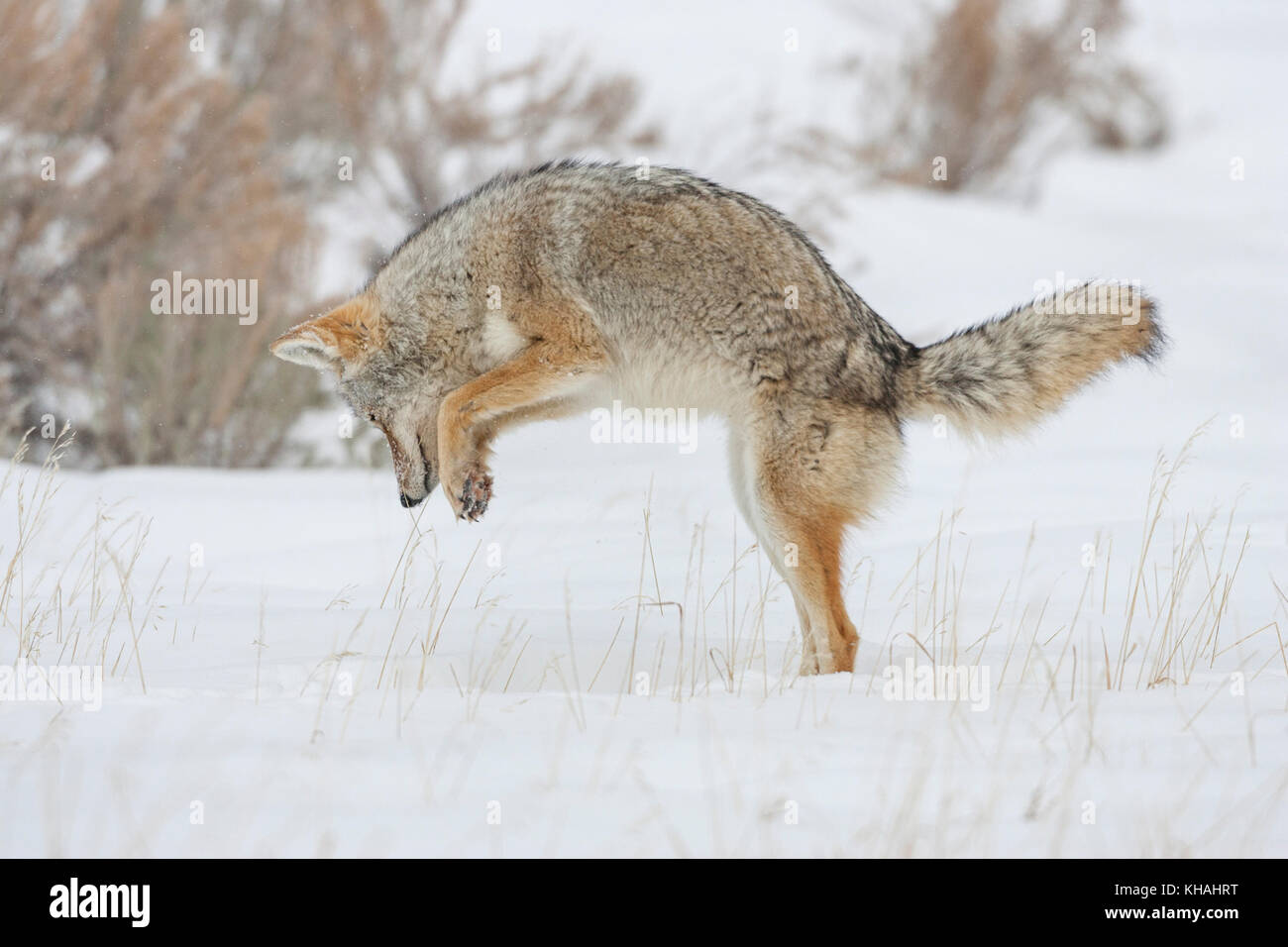 Coyote (Canis latrans) hunting mice in Yellowstone National Park Stock ...