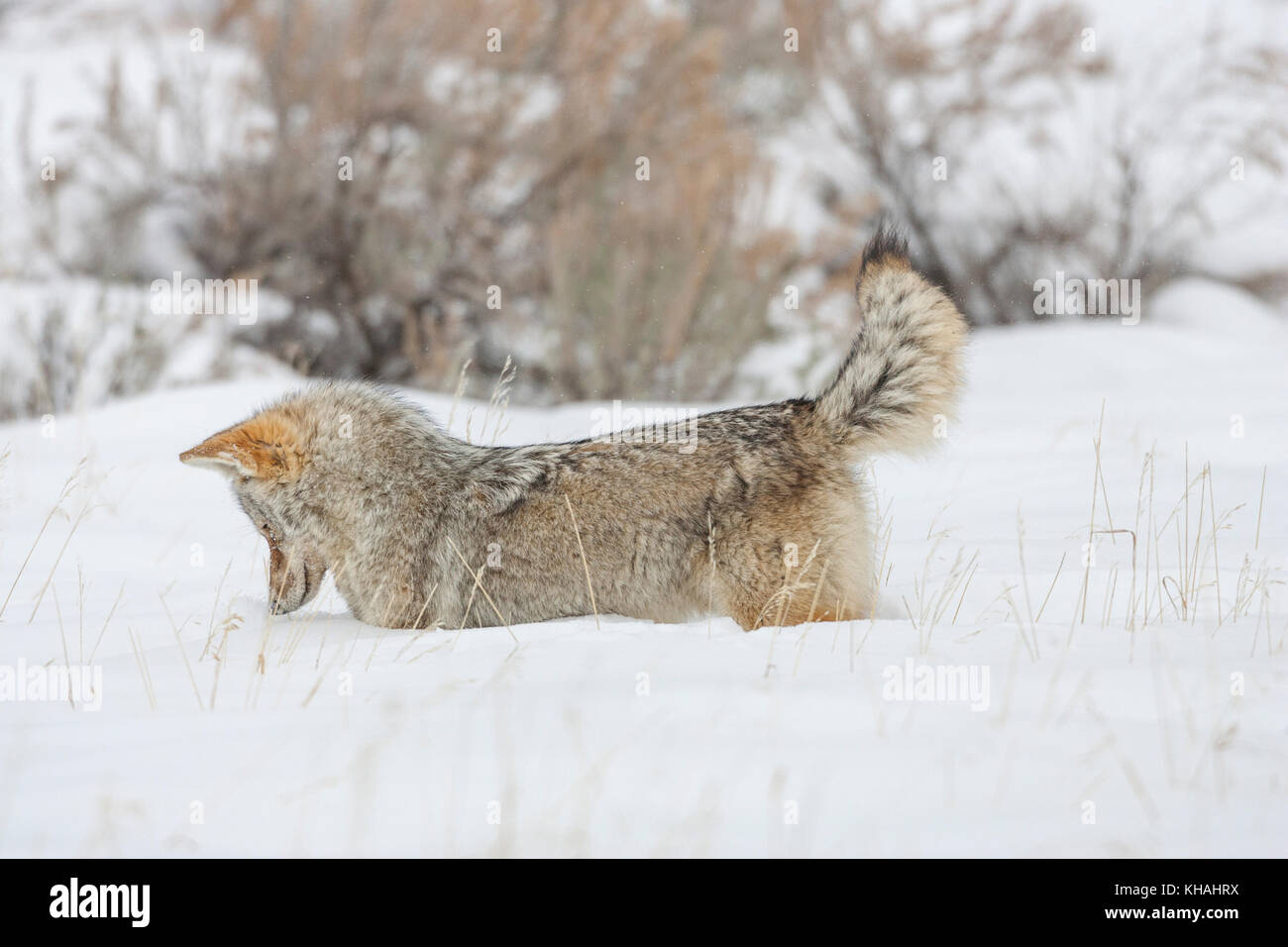 Coyote (Canis latrans) hunting mice in Yellowstone National Park Stock ...