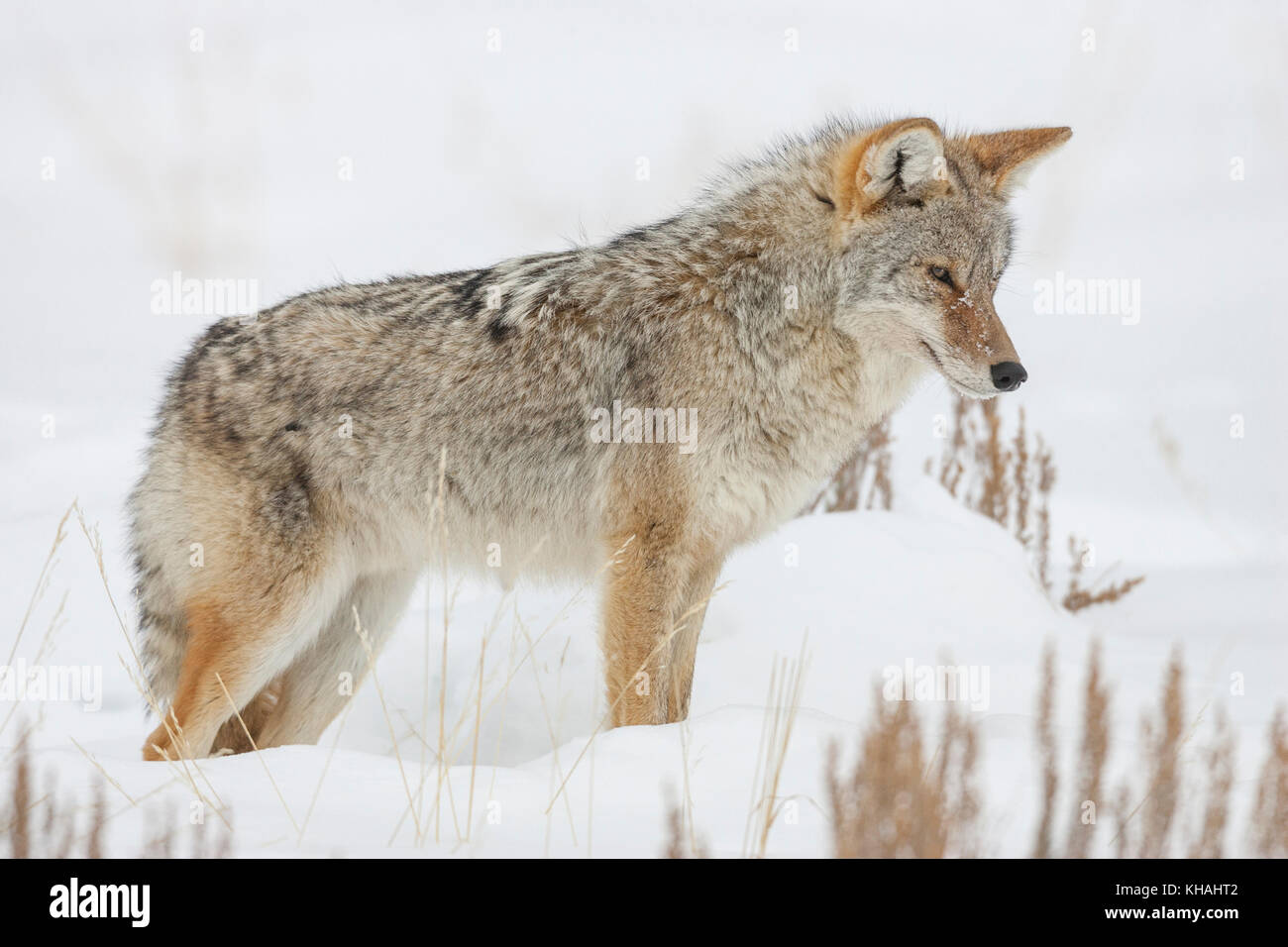 Coyote (Canis latrans) hunting mice in Yellowstone National Park Stock ...