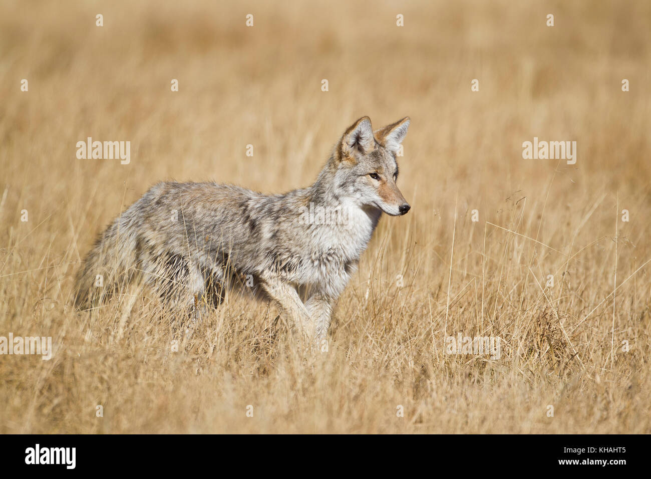 Coyote (Canis latrans) hunting mice in Yellowstone National Park Stock ...