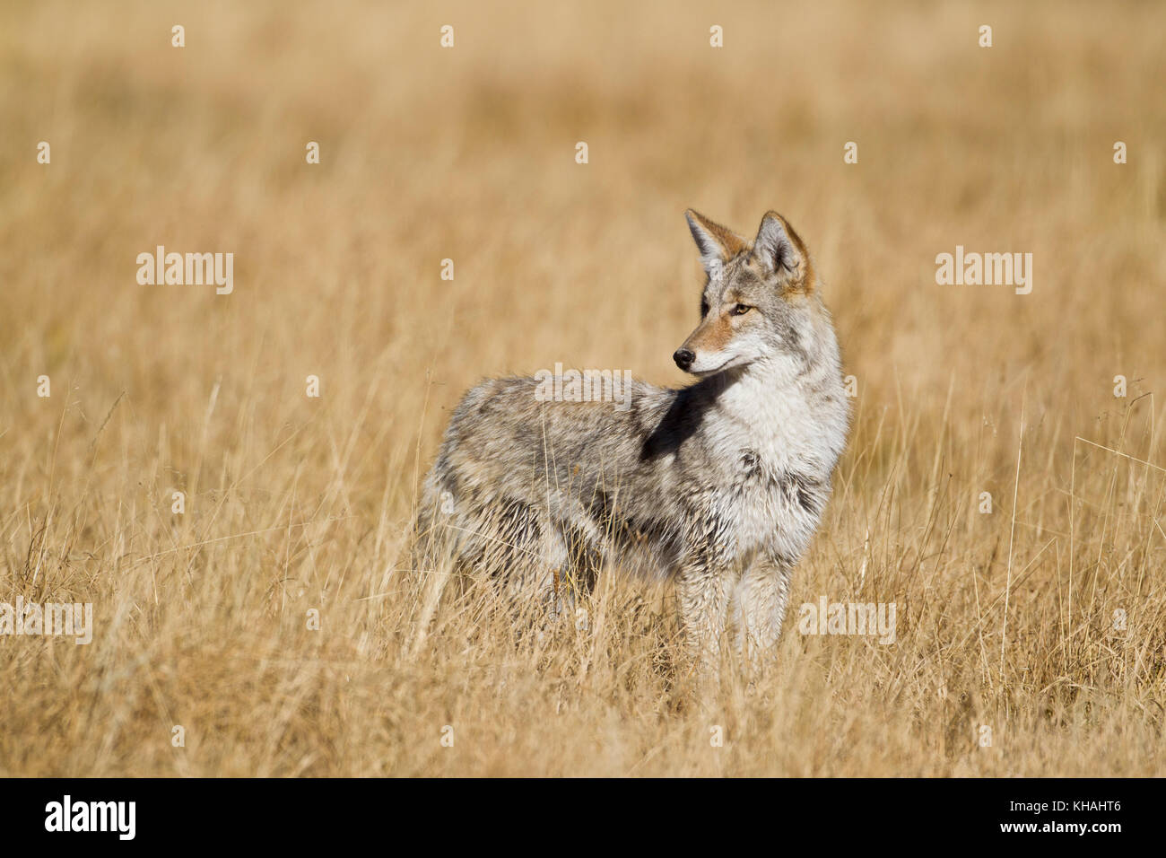 Coyote (Canis latrans) hunting mice in Yellowstone National Park Stock ...