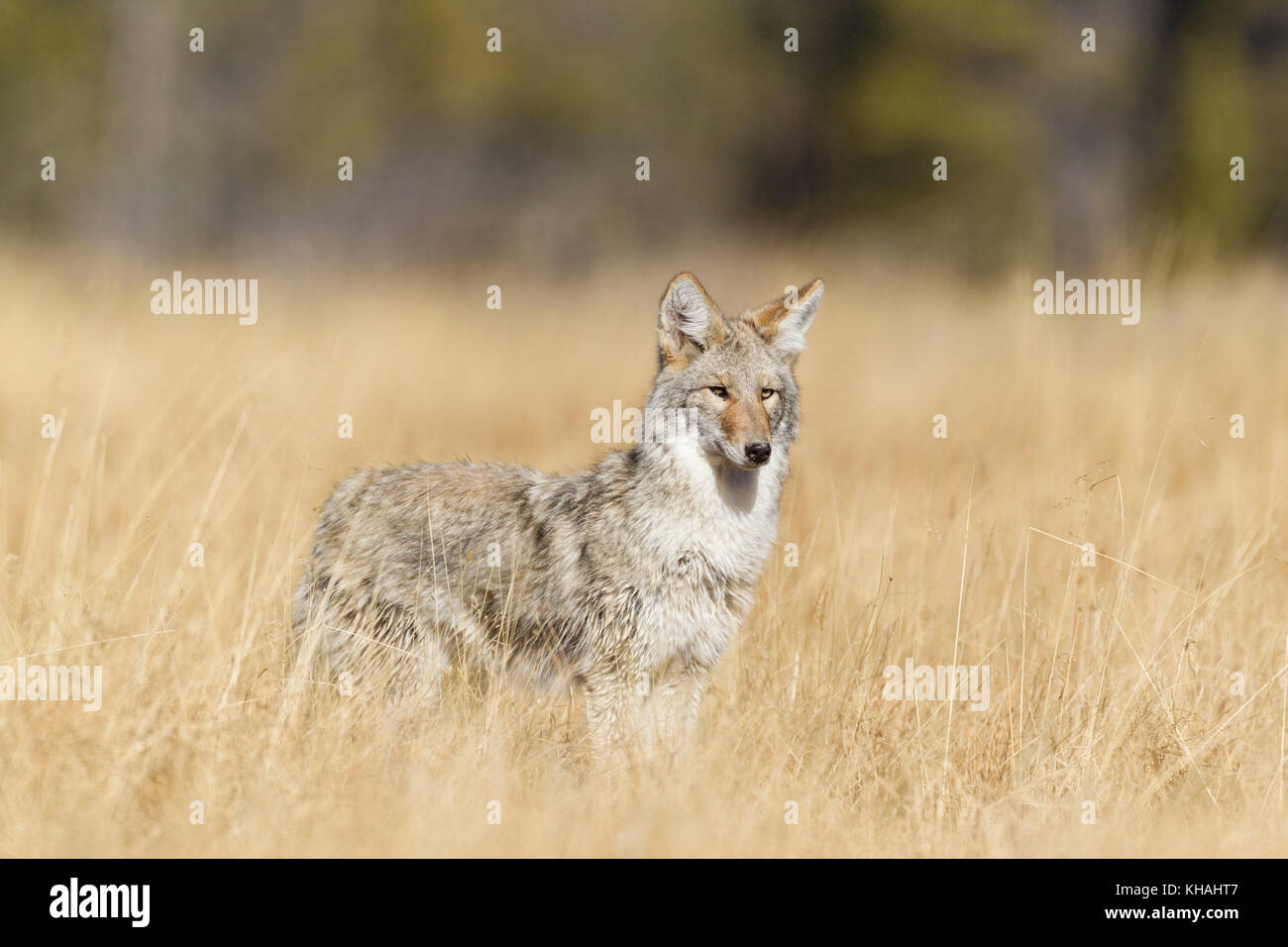 Coyote (Canis latrans) hunting mice in Yellowstone National Park Stock ...